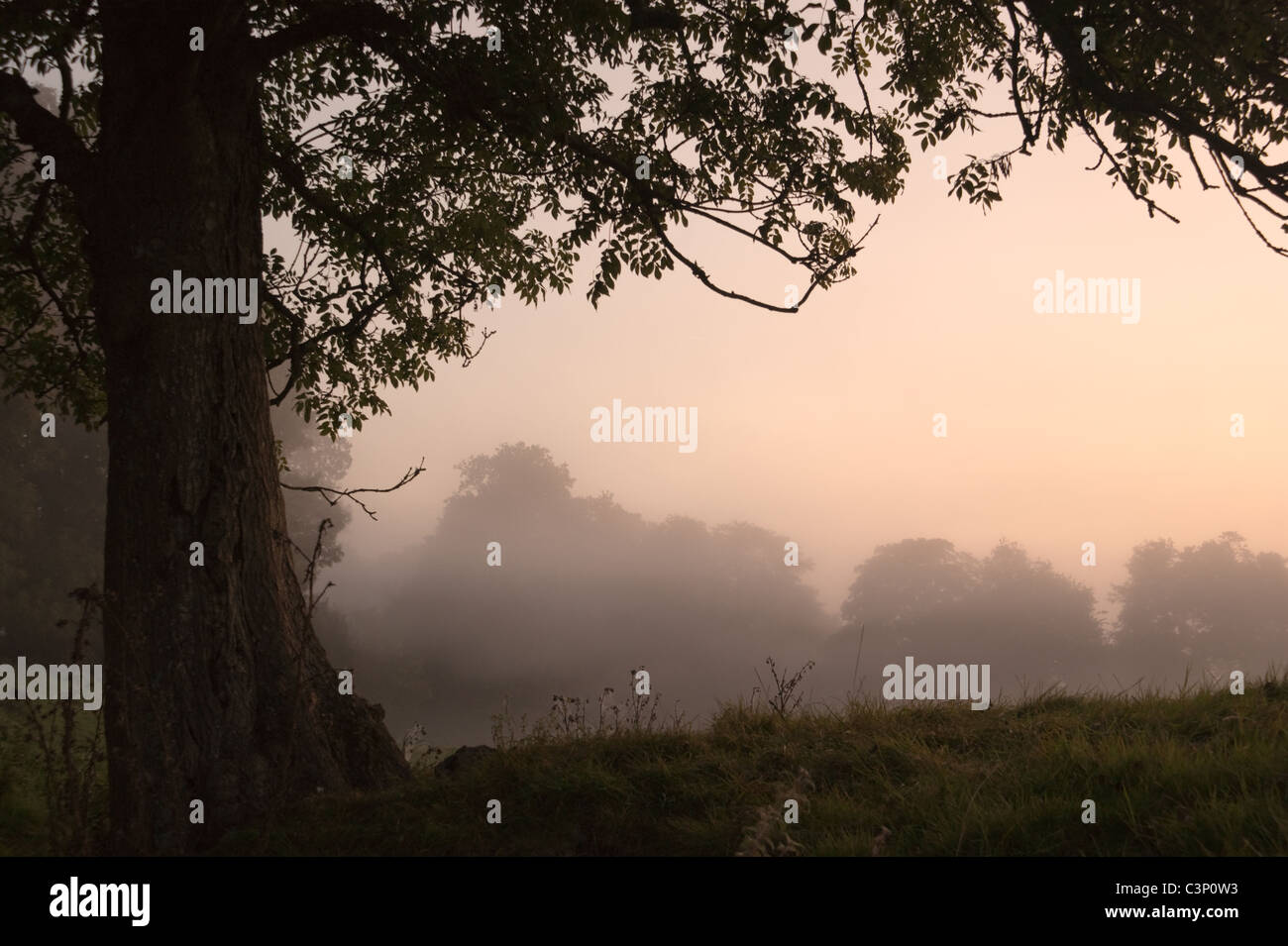 Magical morning mist with a background of trees and an Ash tree in the ...