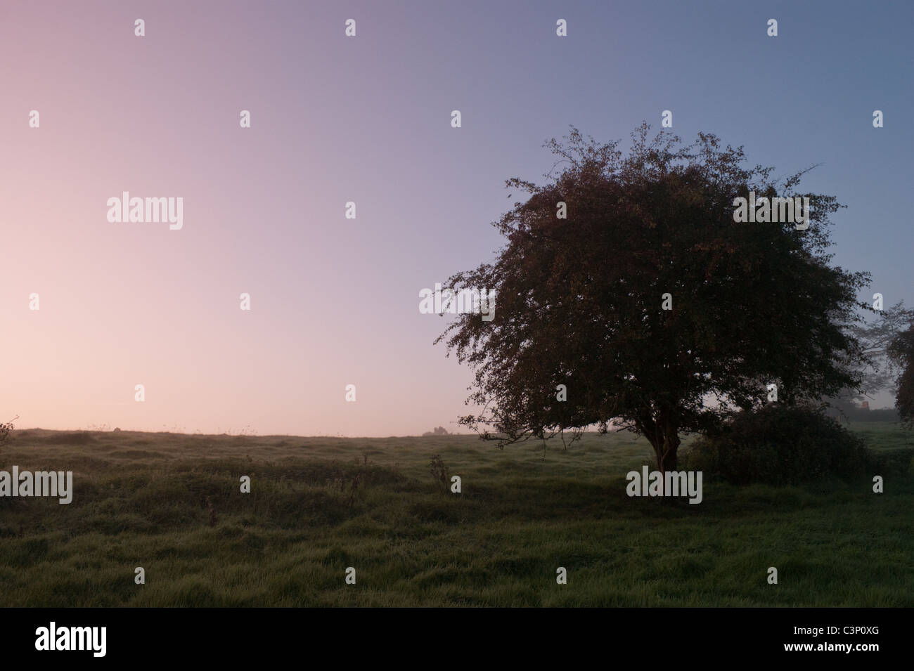 Lone hawthorn bush hi-res stock photography and images - Alamy