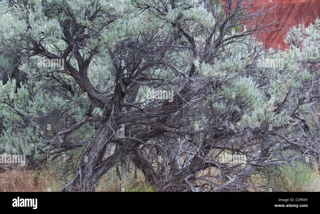 Tree trees gnarled growth dry hi-res stock photography and images - Alamy