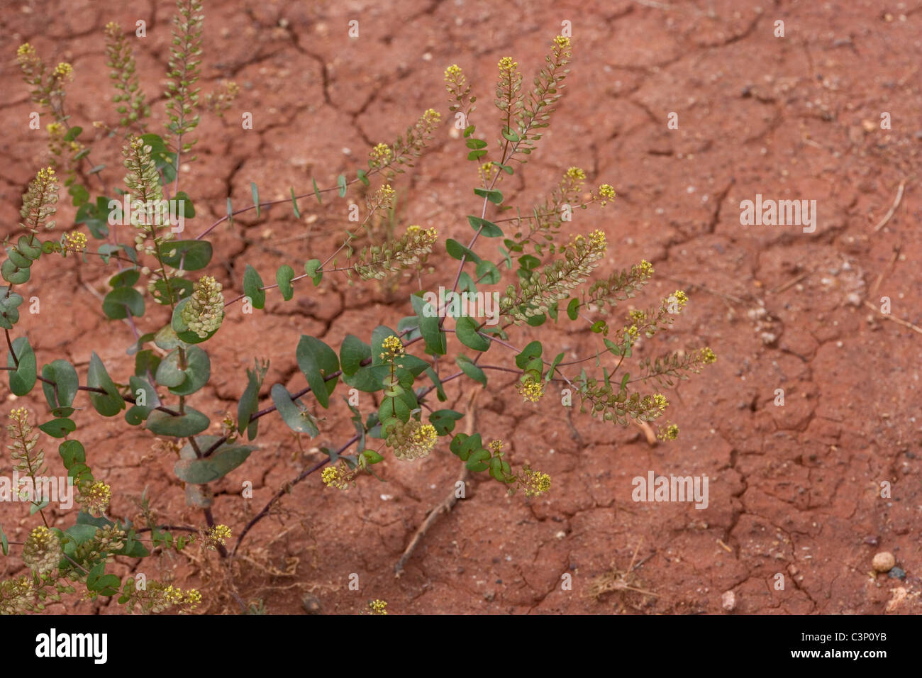 Red Clay and Vegetation, Painted Hills, John Day Fossil Beds National ...