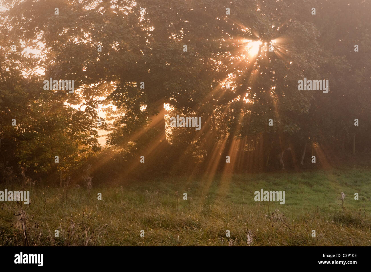 Magical sun rays through the morning mist Stock Photo - Alamy