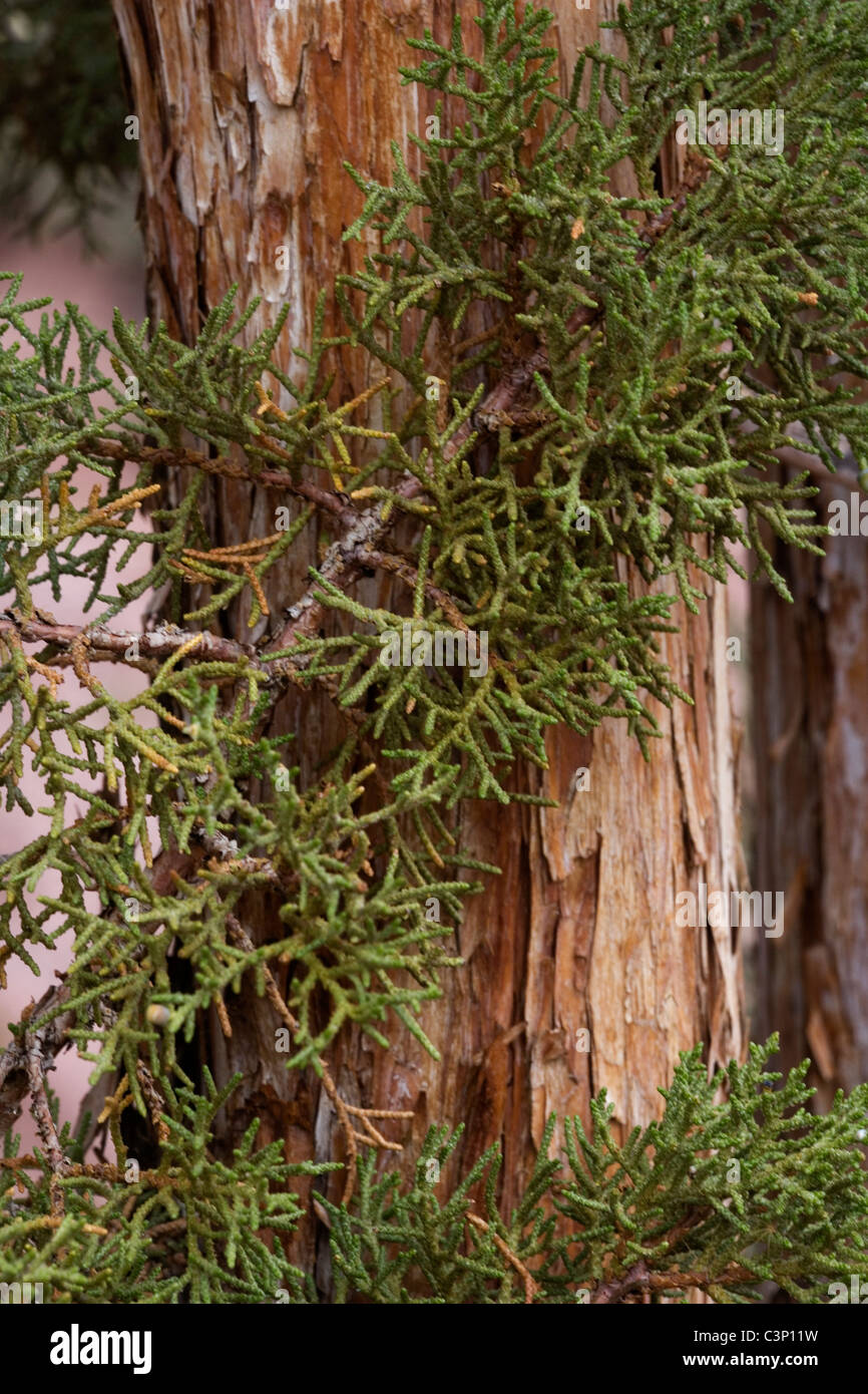 Cedar Tree Abstract, Painted Hills, John Day Fossil Beds National ...