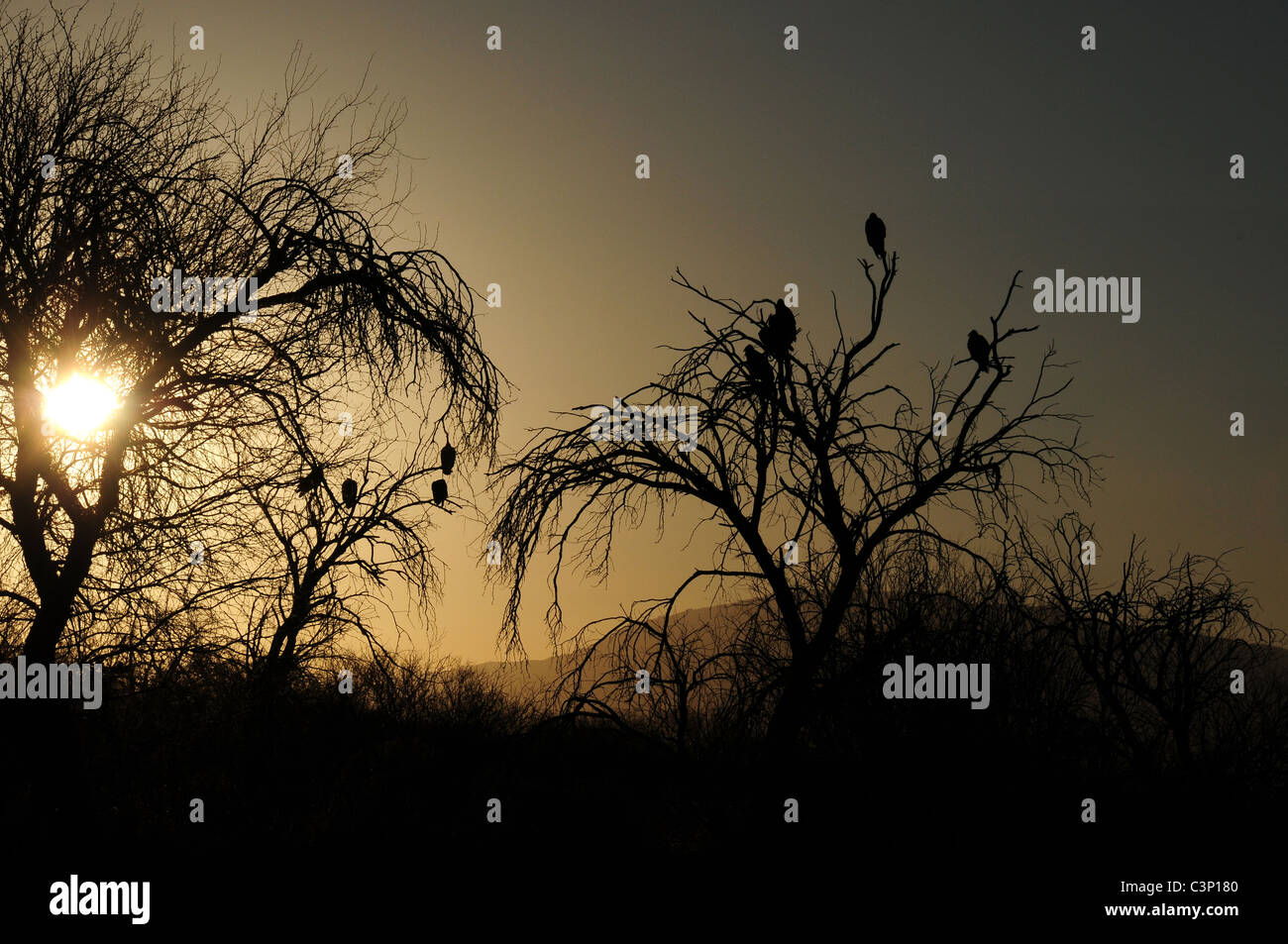 Turkey Vultures settle in mesquite trees along the Tanque Verde Creek ...
