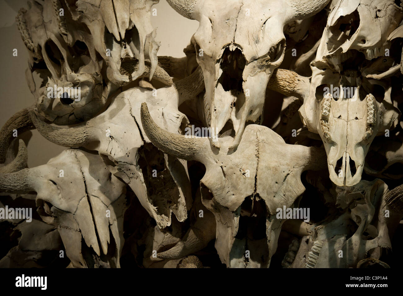 Head-Smashed-in-Buffalo Jump Interpretive Center Stock Photo - Alamy