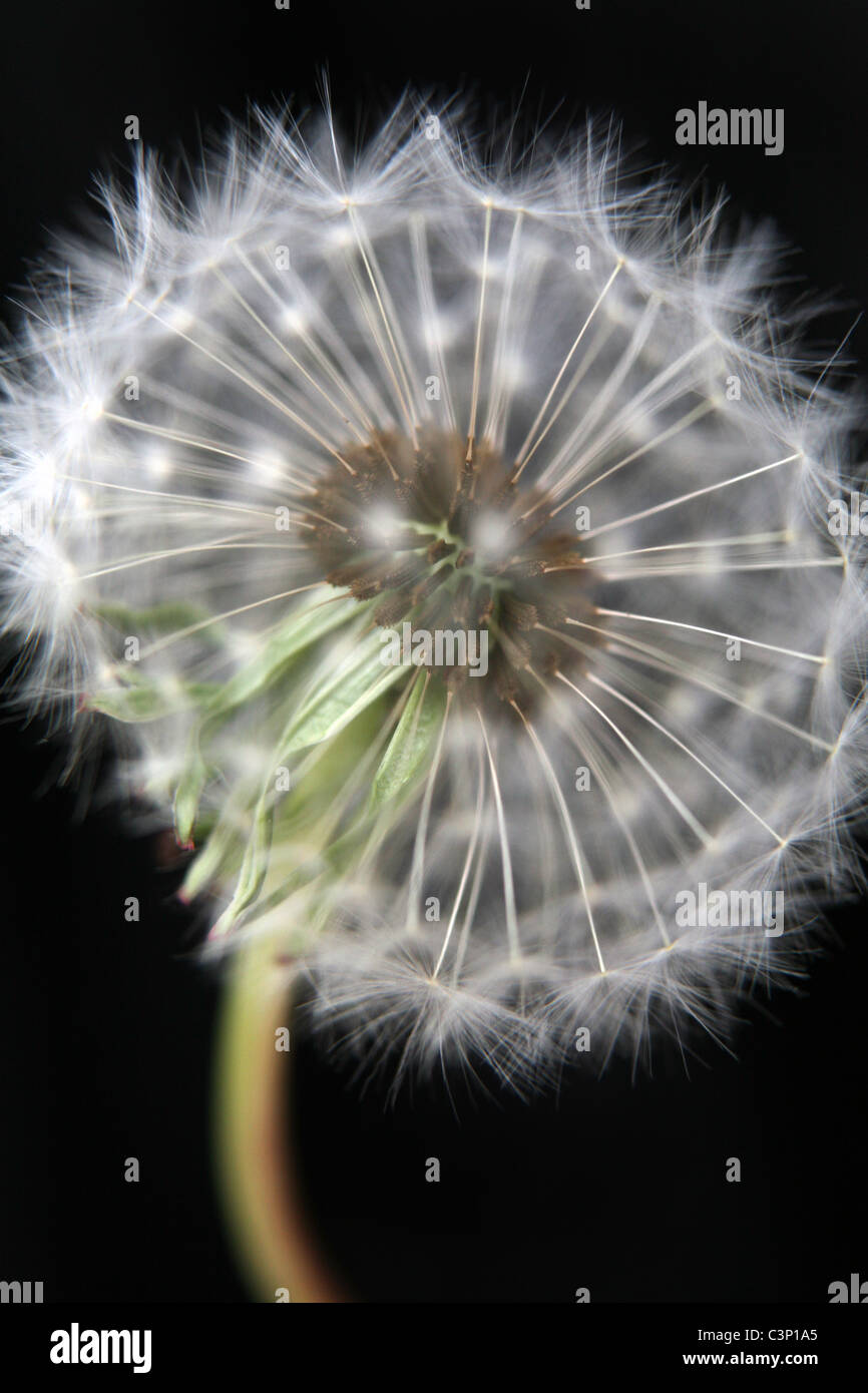 The seed head of a dandelion flower Stock Photo - Alamy