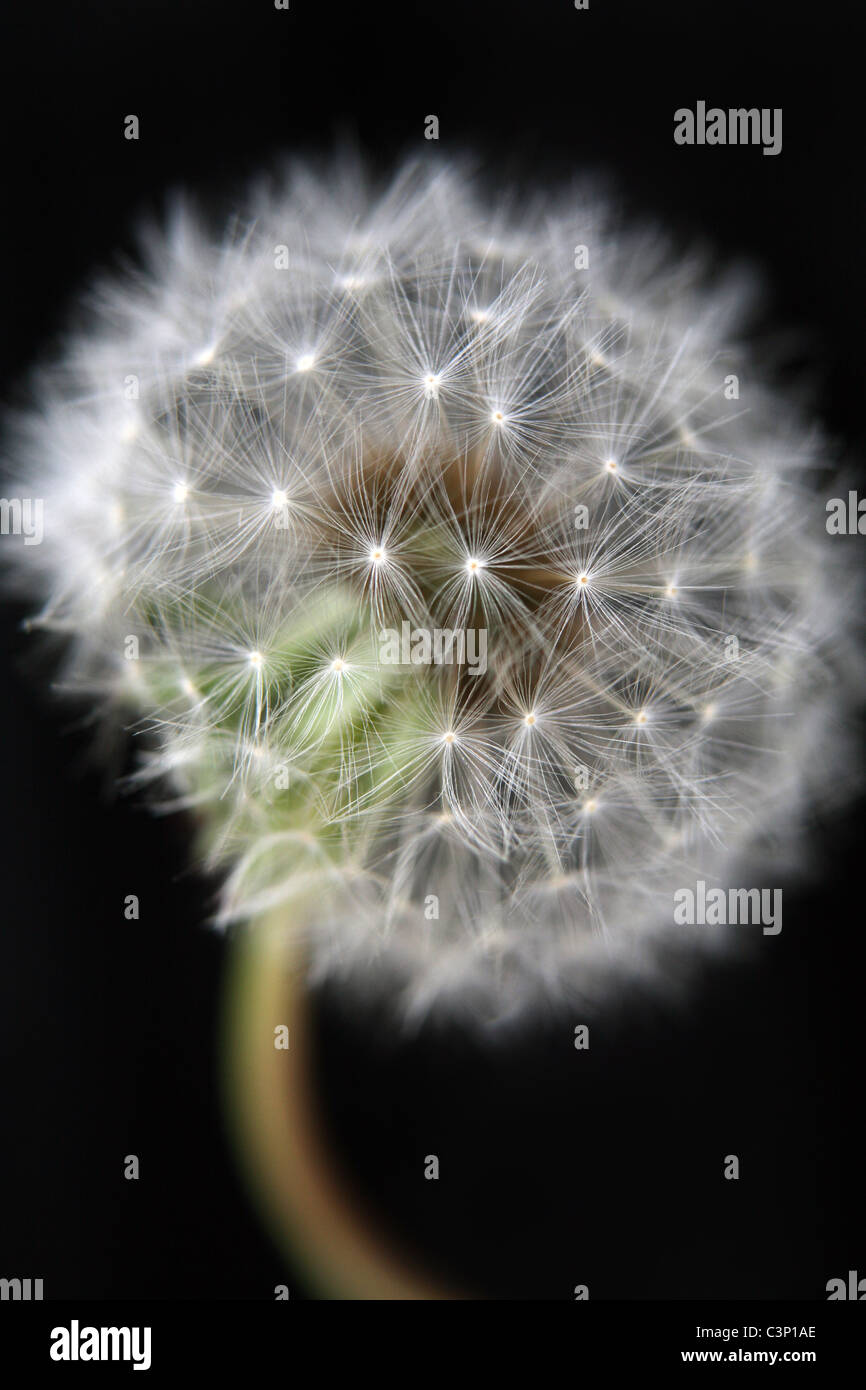 The seed head of a dandelion flower Stock Photo - Alamy