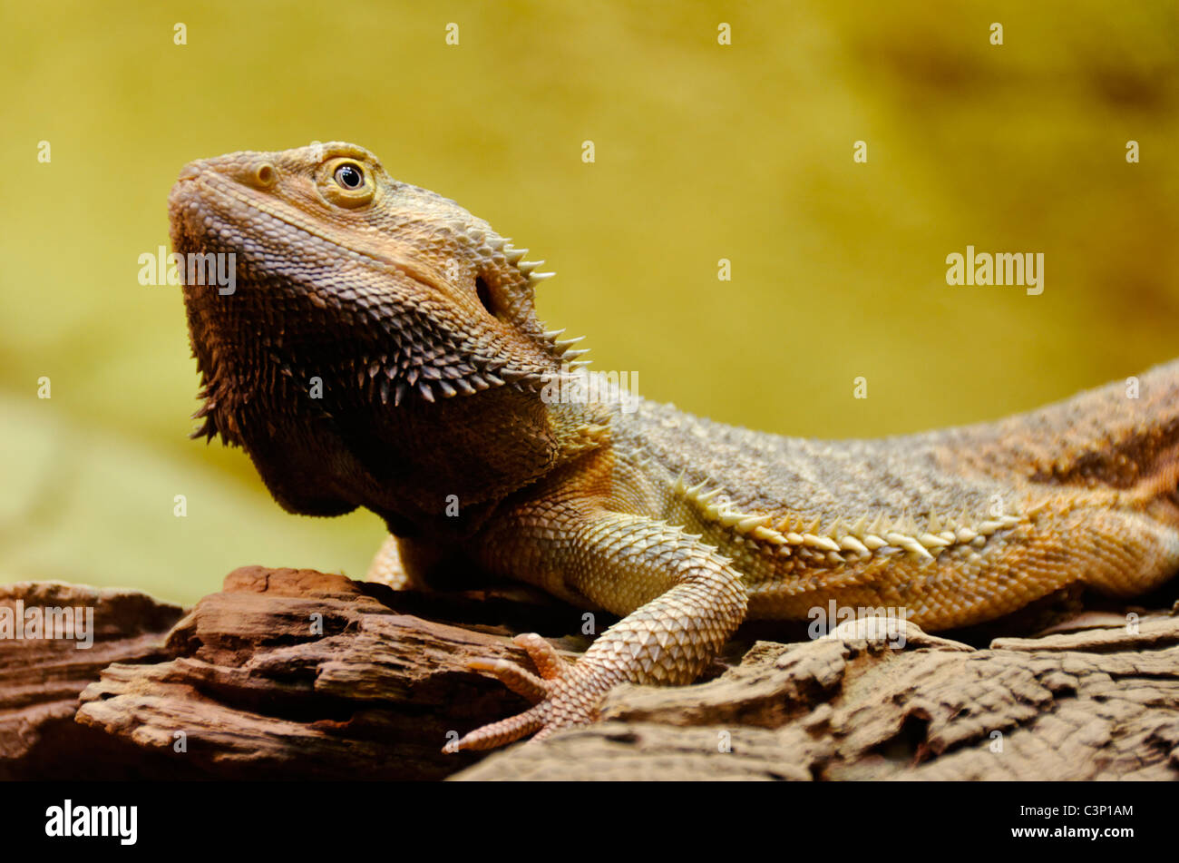 Lizard in the sun Stock Photo - Alamy