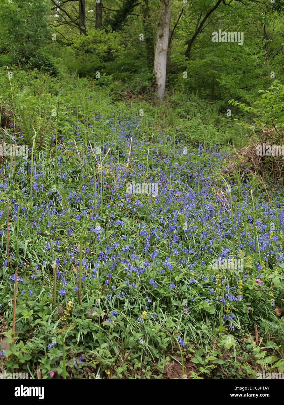 Bluebells growing in woodland. Somerset. UK Stock Photo - Alamy