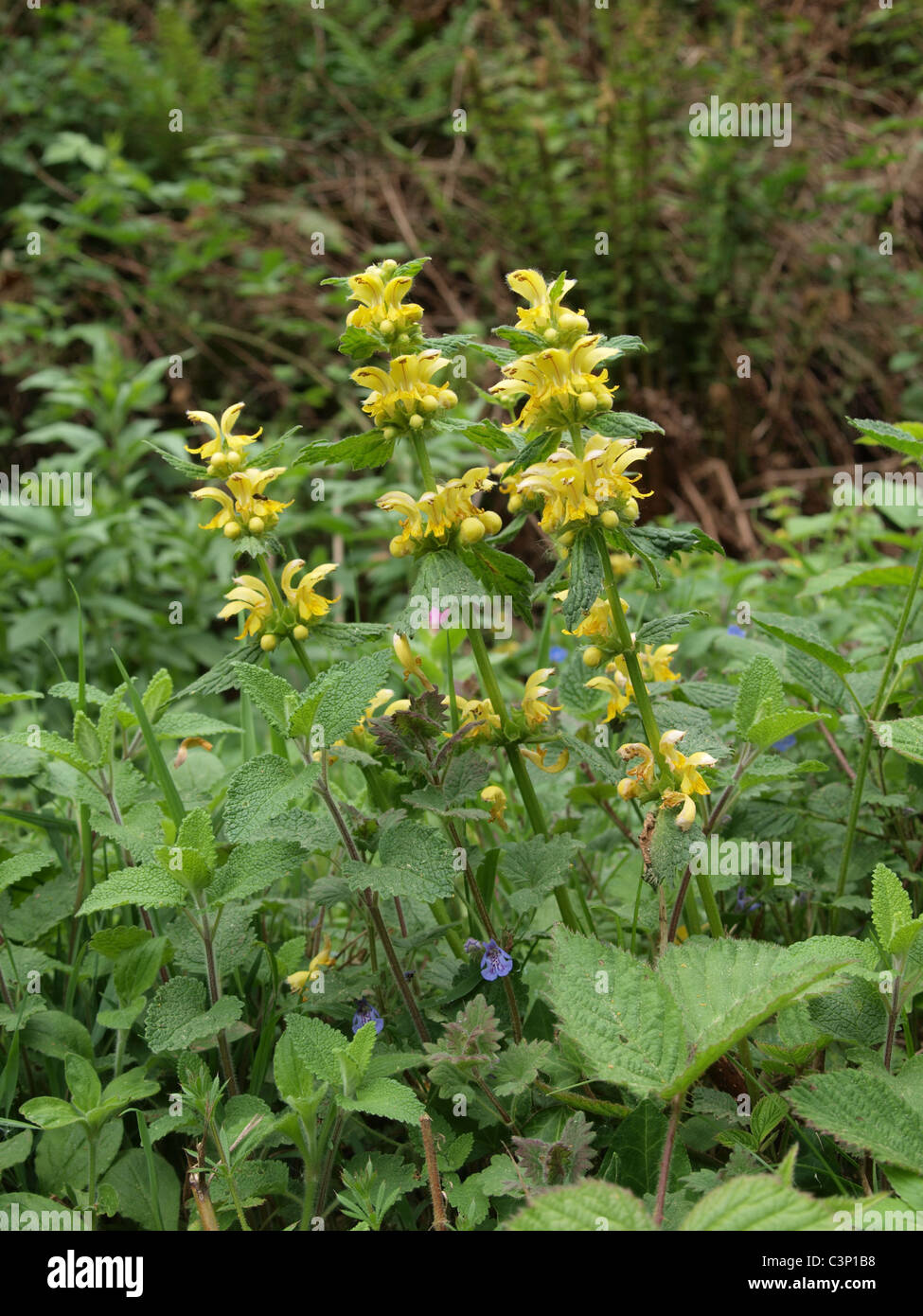 Yellow Archangel Lamiastrum galeobdolon. Somerset. UK Stock Photo - Alamy