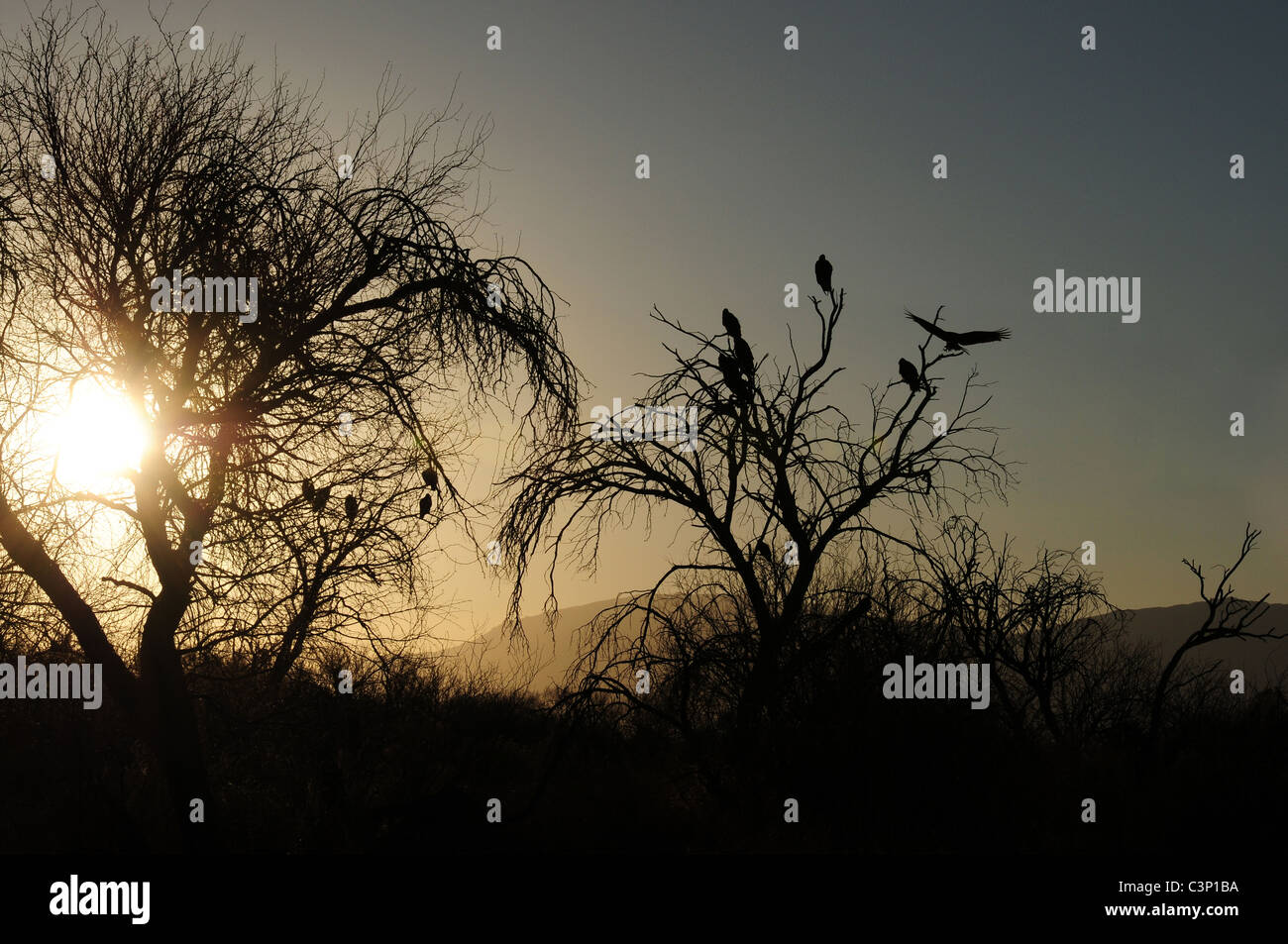 Turkey Vultures settle in mesquite trees along the Tanque Verde Creek ...