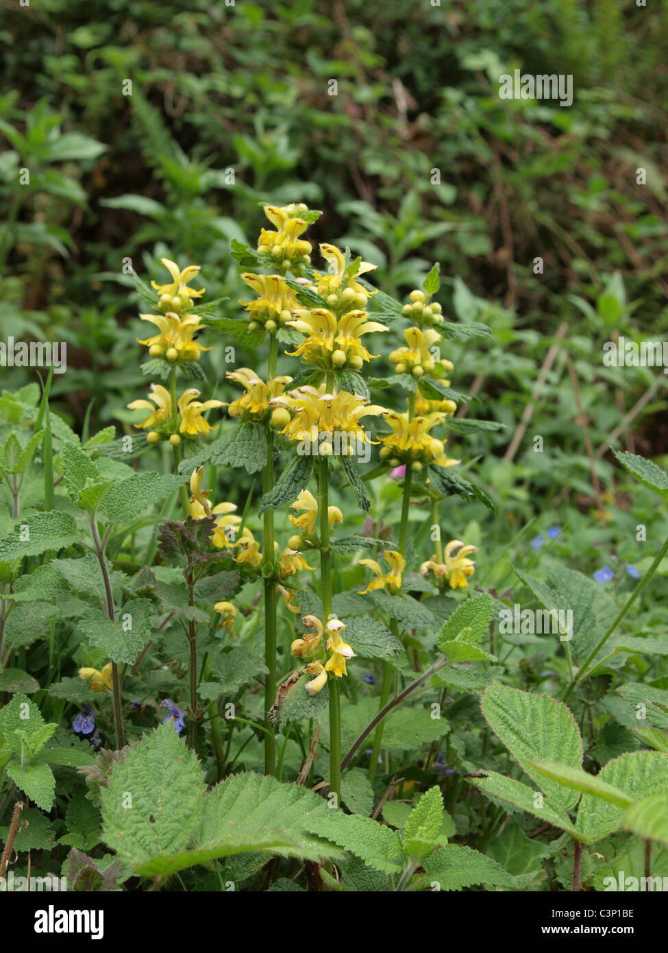 Yellow Archangel Lamiastrum galeobdolon. Somerset. UK Stock Photo - Alamy