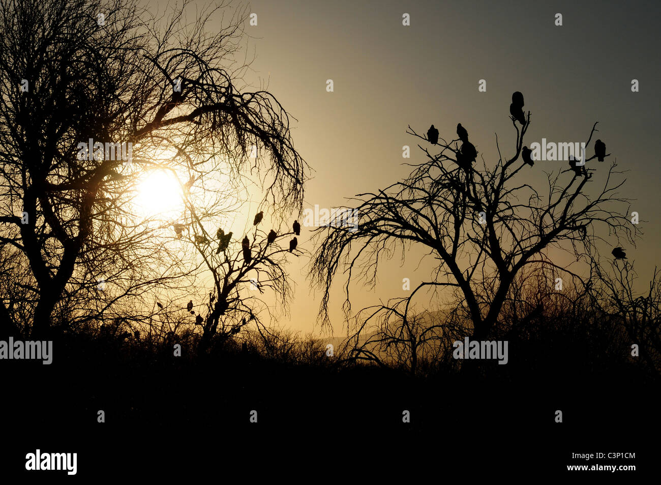Turkey Vultures settle in mesquite trees along the Tanque Verde Creek ...