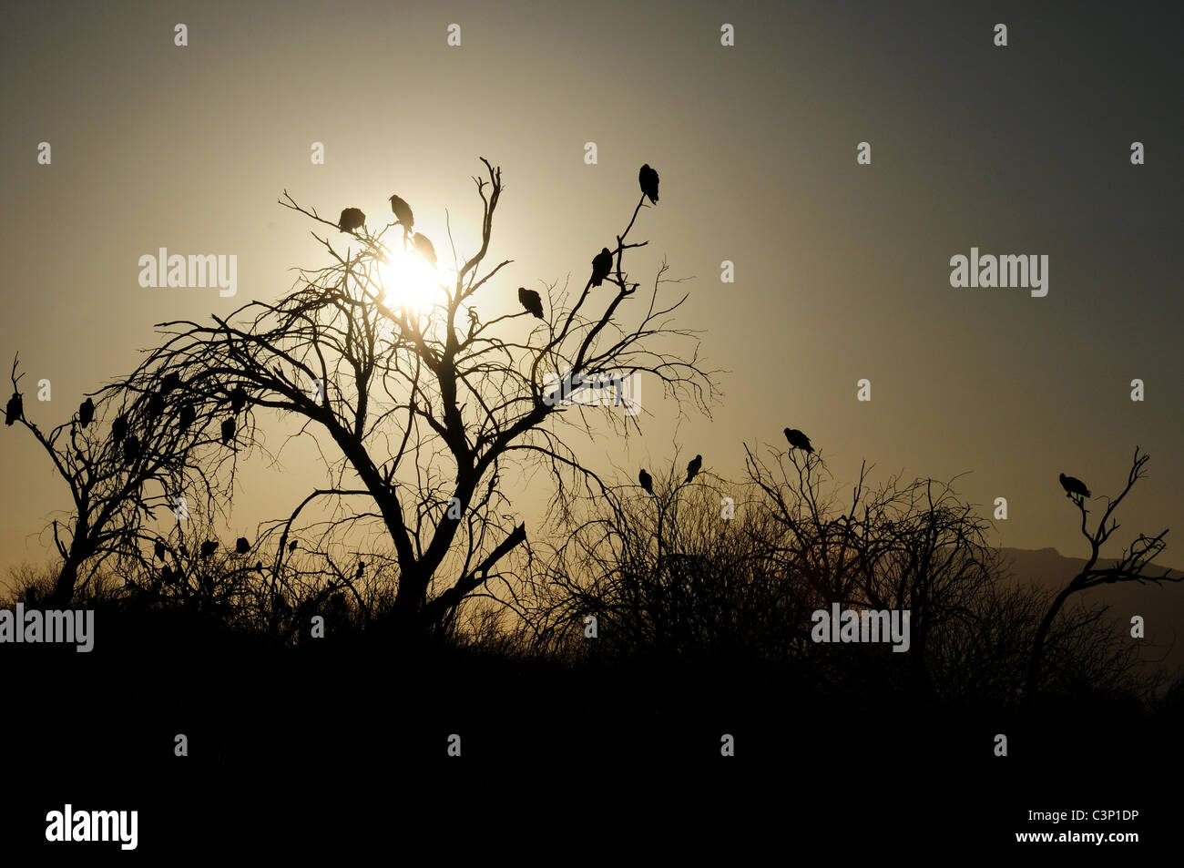 Turkey Vultures settle in mesquite trees along the Tanque Verde Creek ...