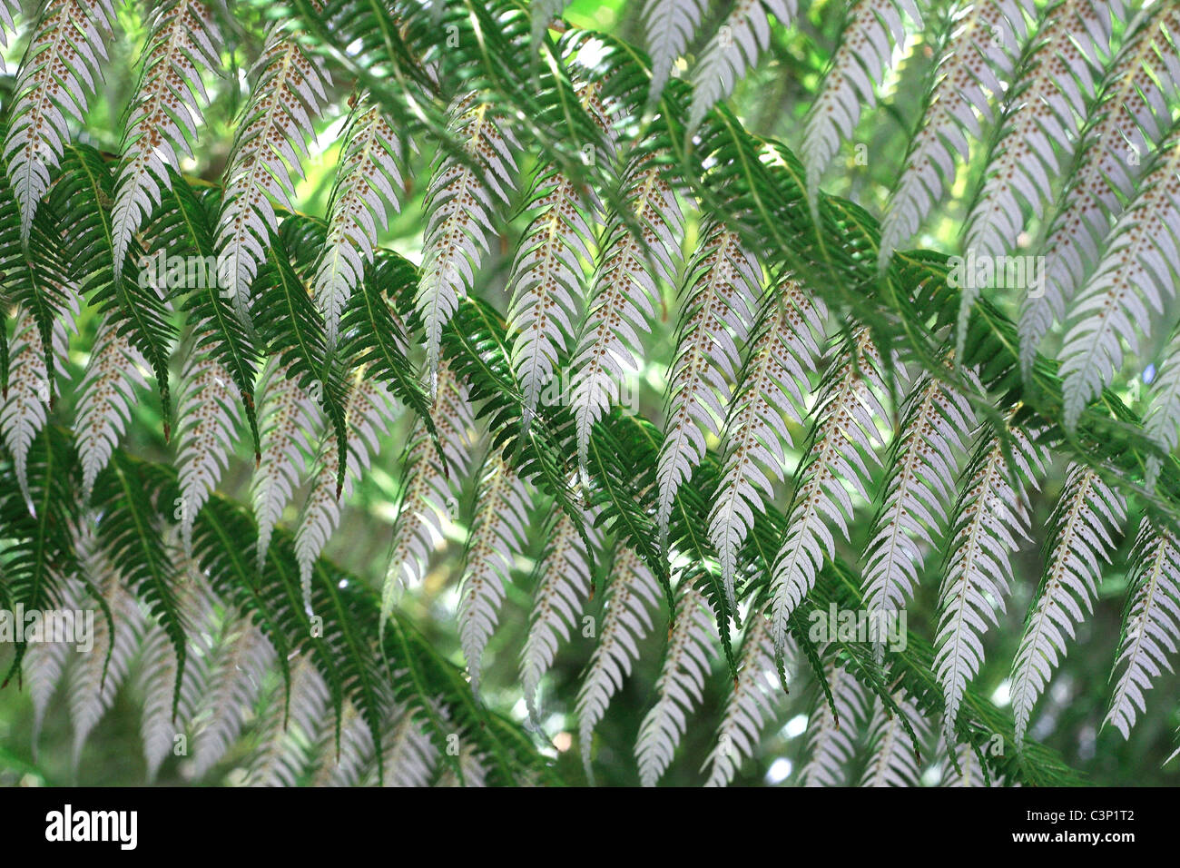 Cyathea dealbata silver tree fern hi-res stock photography and images ...
