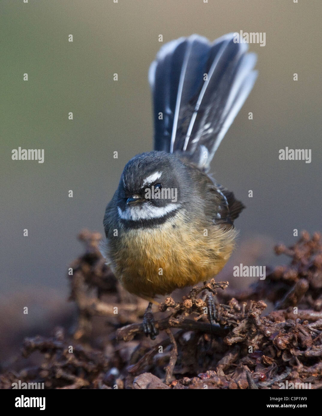 New Zealand fantail (Rhipidura fuliginosa) searching for insects on a ...
