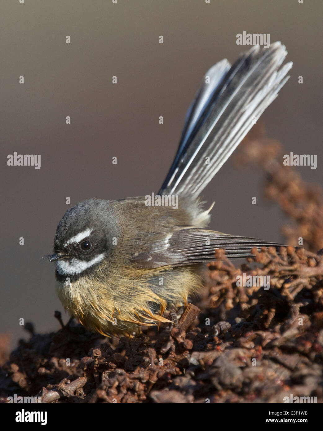 Fantail hi-res stock photography and images - Alamy