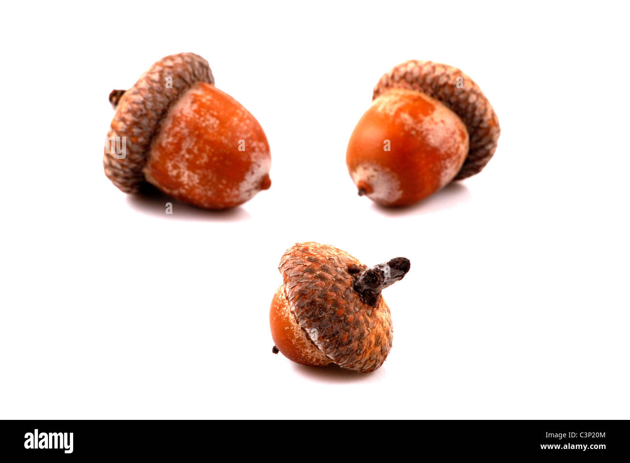 Acorn detail Cut Out Stock Images & Pictures - Alamy