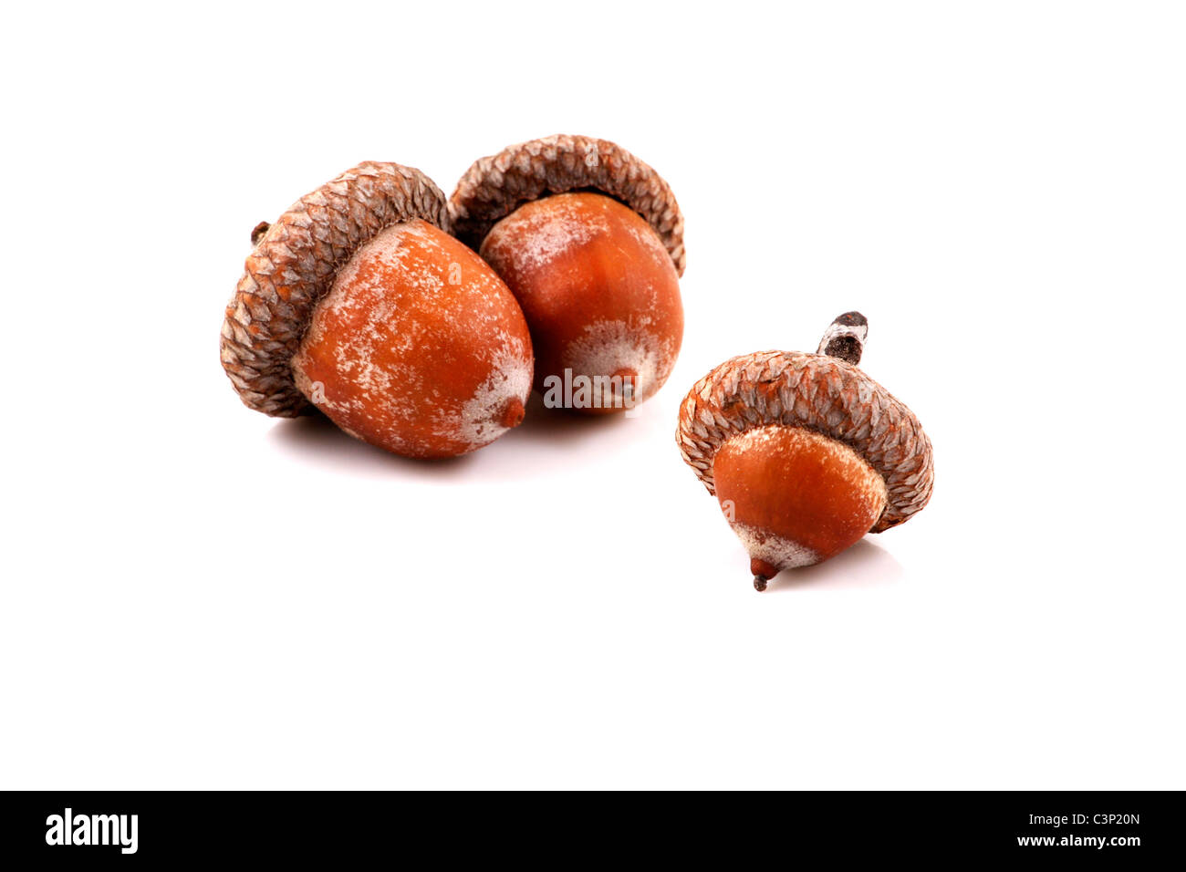 Acorn detail Cut Out Stock Images & Pictures - Alamy