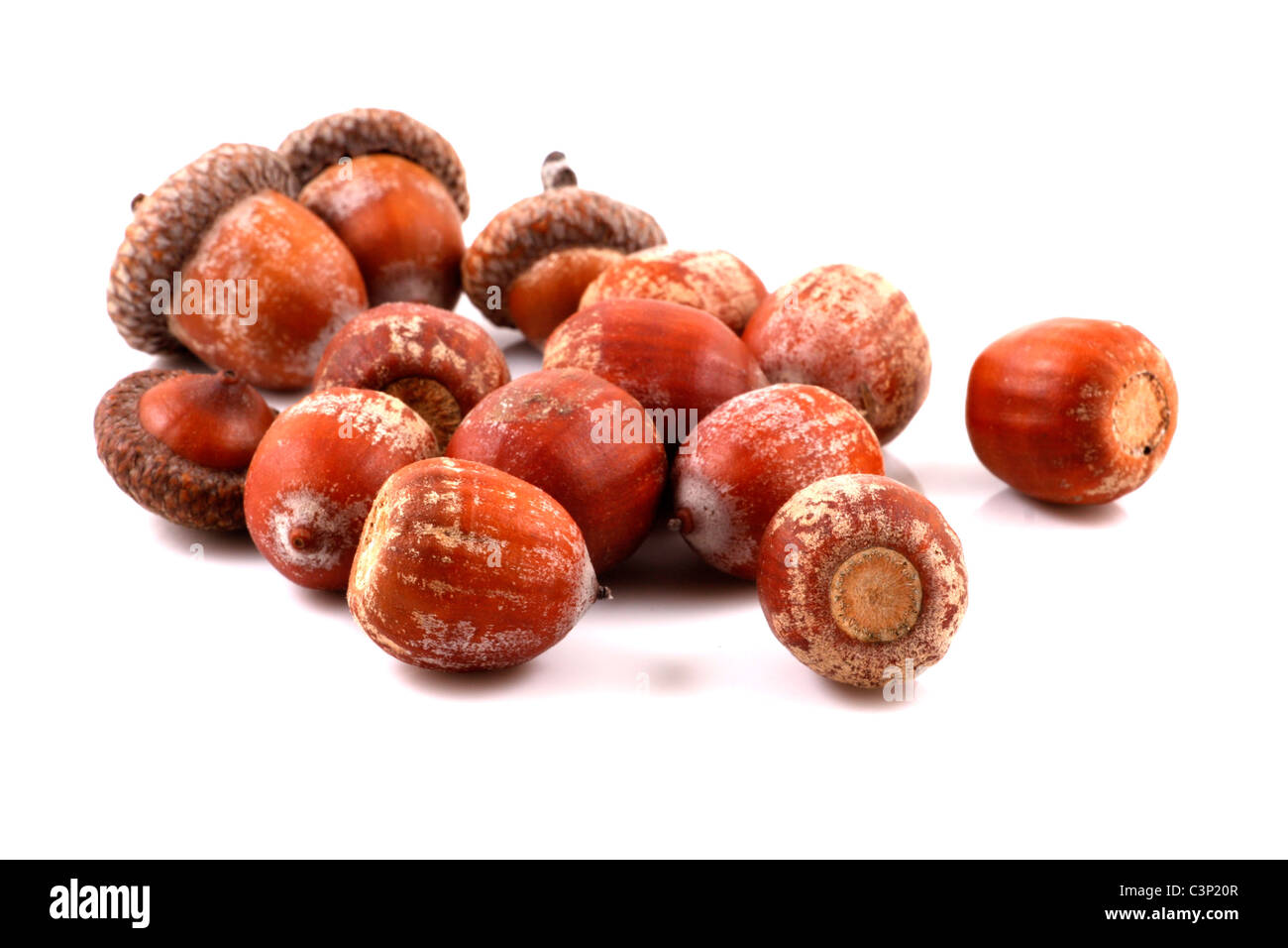 Oak acorns macro photography hi-res stock photography and images - Alamy