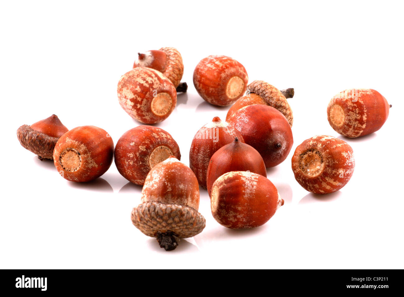 Oak acorns macro photography hi-res stock photography and images - Alamy