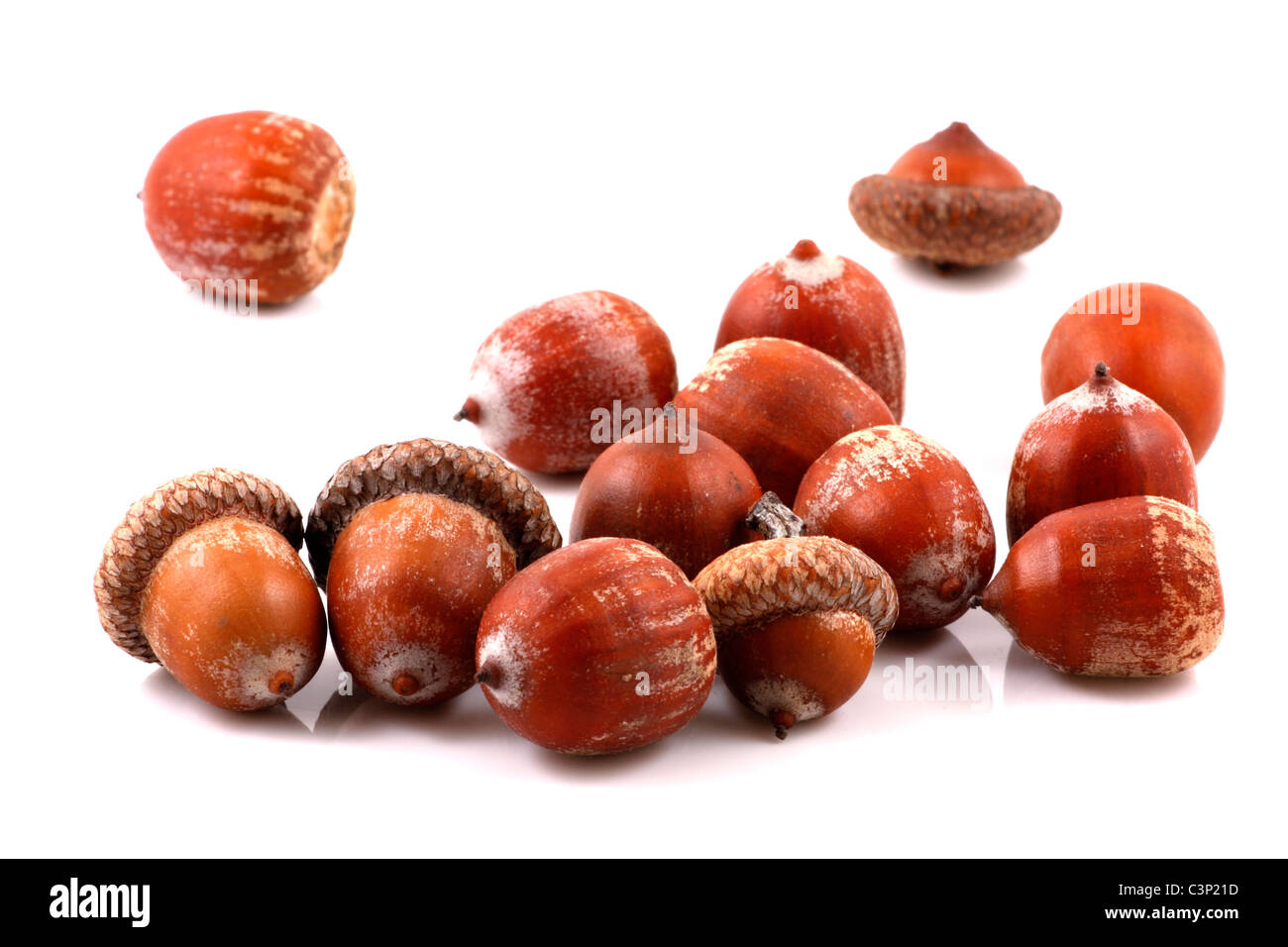 Oak acorns macro photography hi-res stock photography and images - Alamy