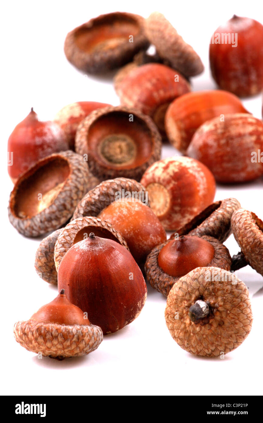 Oak acorns macro photography hi-res stock photography and images - Alamy