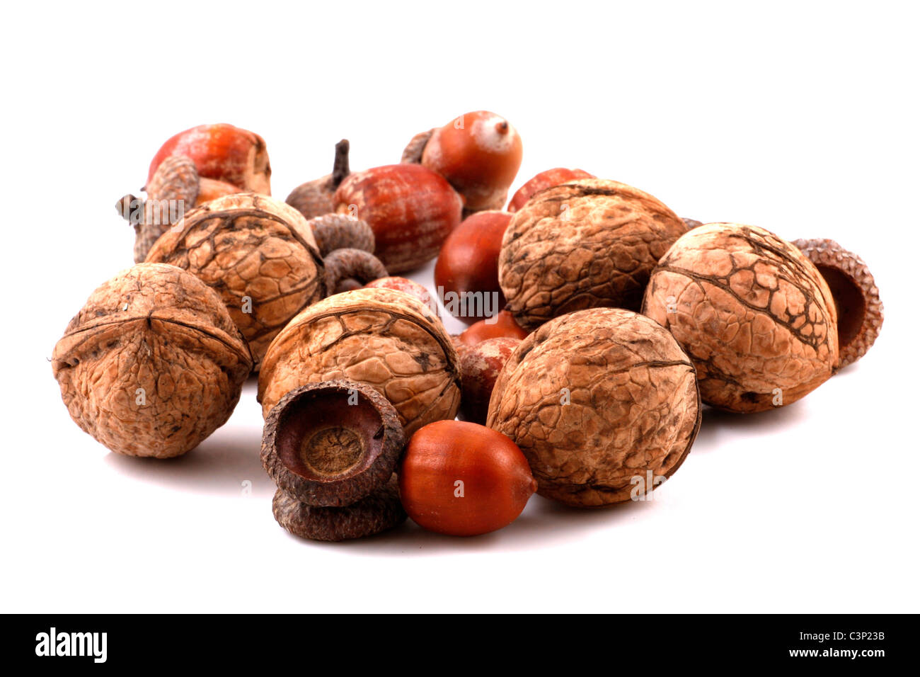 Oak acorns macro photography hi-res stock photography and images - Alamy
