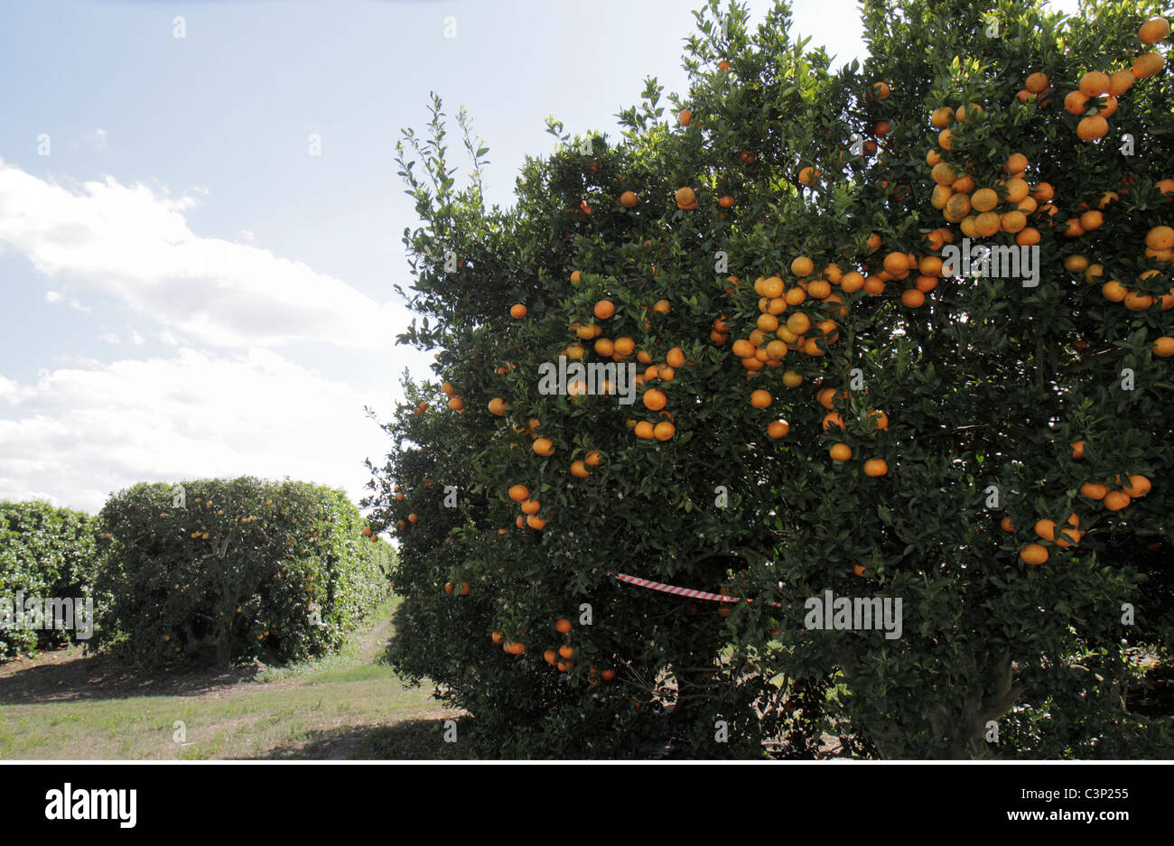 Florida orange grove hi-res stock photography and images - Alamy