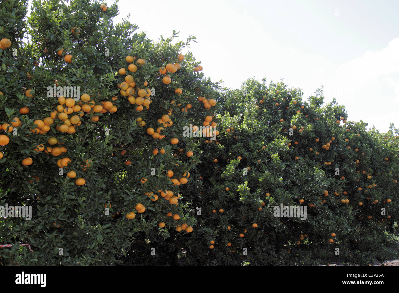 Orange Grove Florida High Resolution Stock Photography and Images - Alamy
