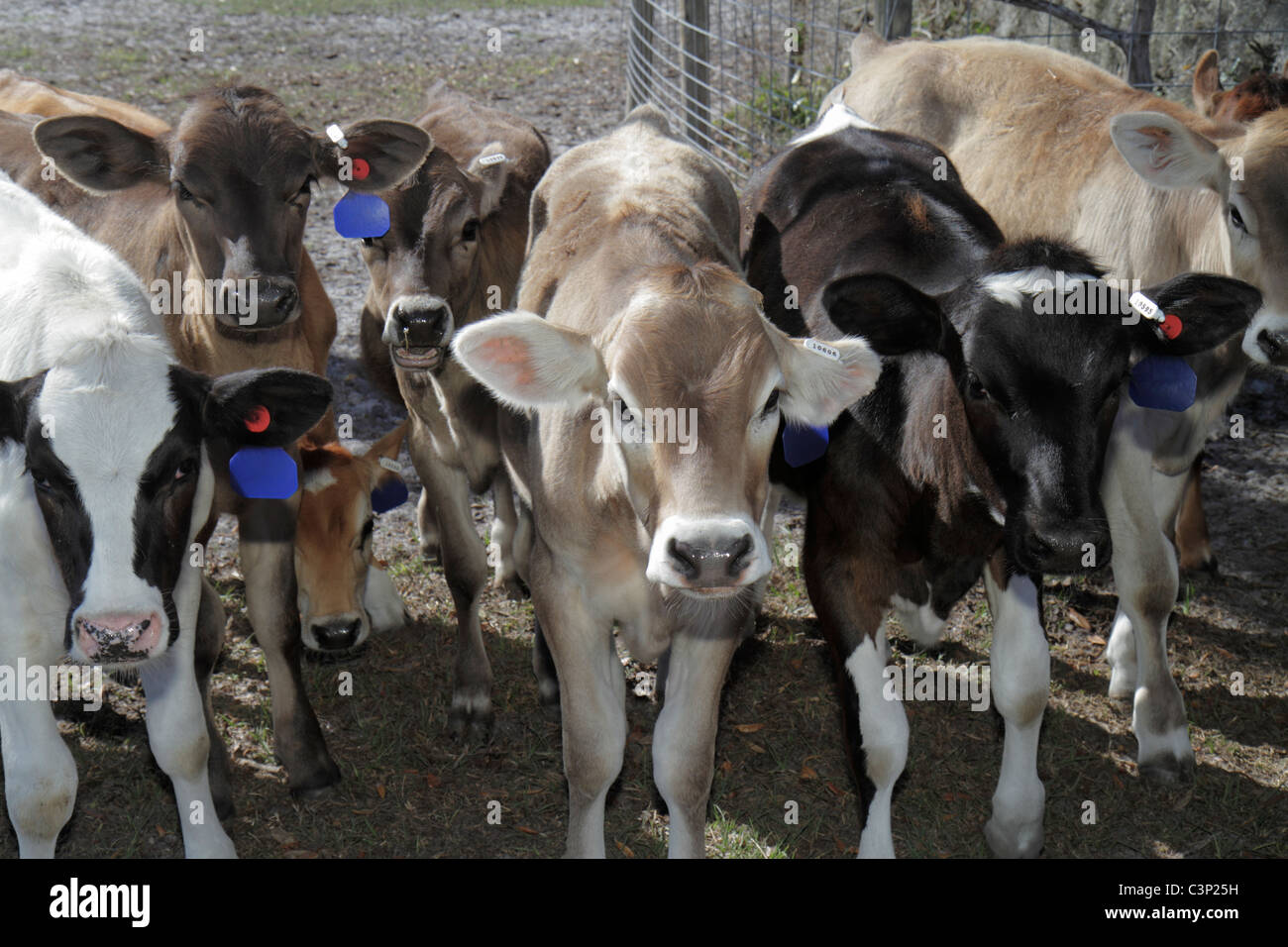 Steers person hi-res stock photography and images - Alamy