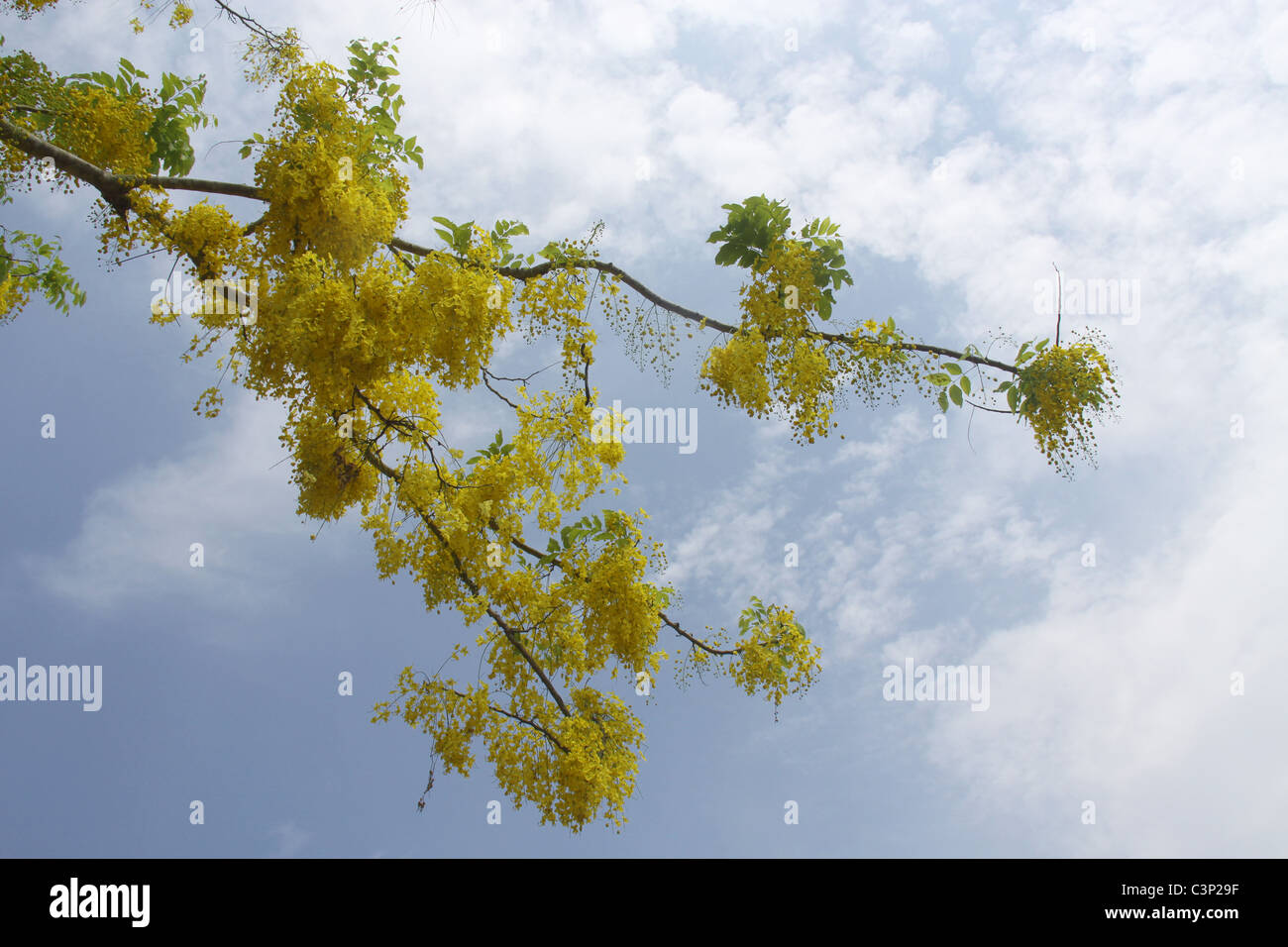 Kerala flowers hi-res stock photography and images - Alamy