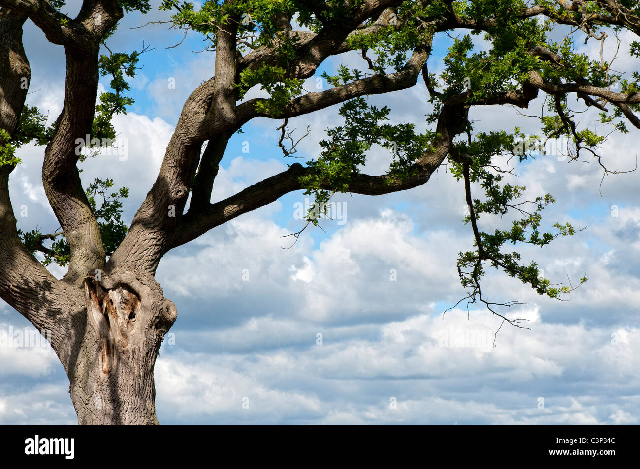 Dark leaves oak tree hi-res stock photography and images - Alamy