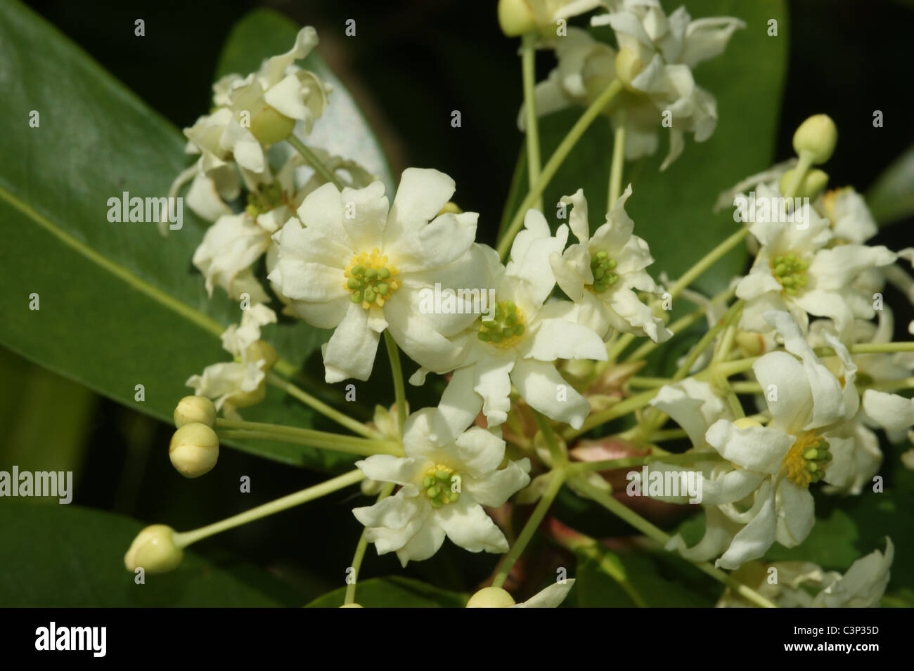 Drimys hi-res stock photography and images - Alamy