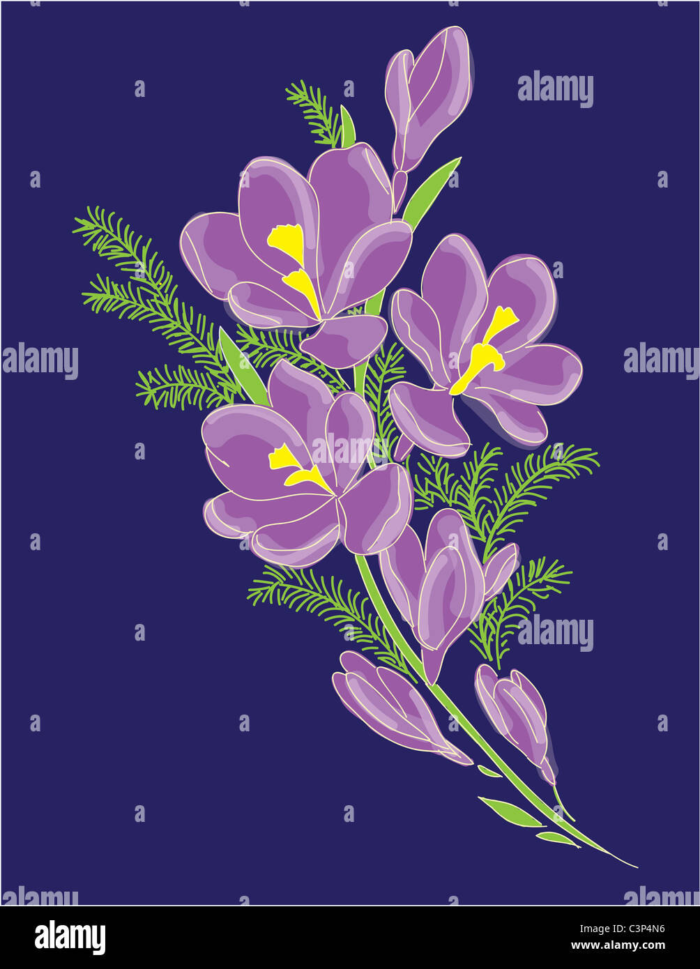 Crocus flower illustration hi-res stock photography and images - Alamy