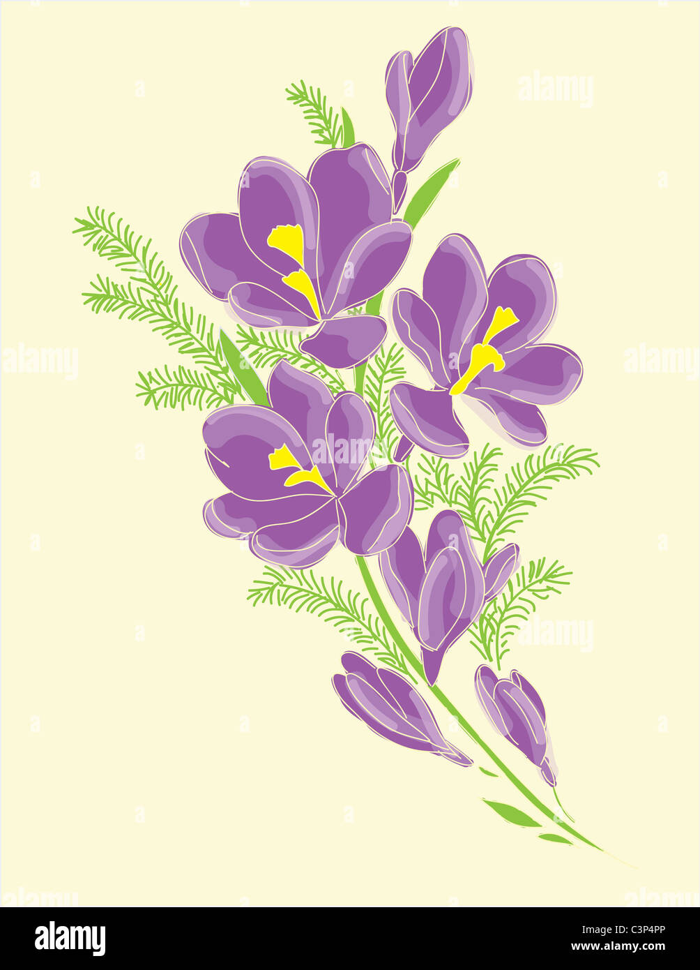 Crocus Flower Illustration Stock Photo - Alamy