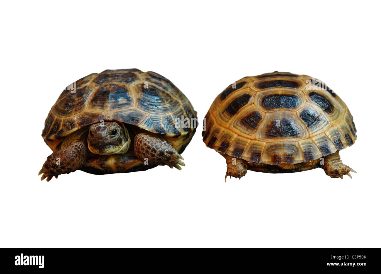 Tortoises anatomy hi-res stock photography and images - Alamy