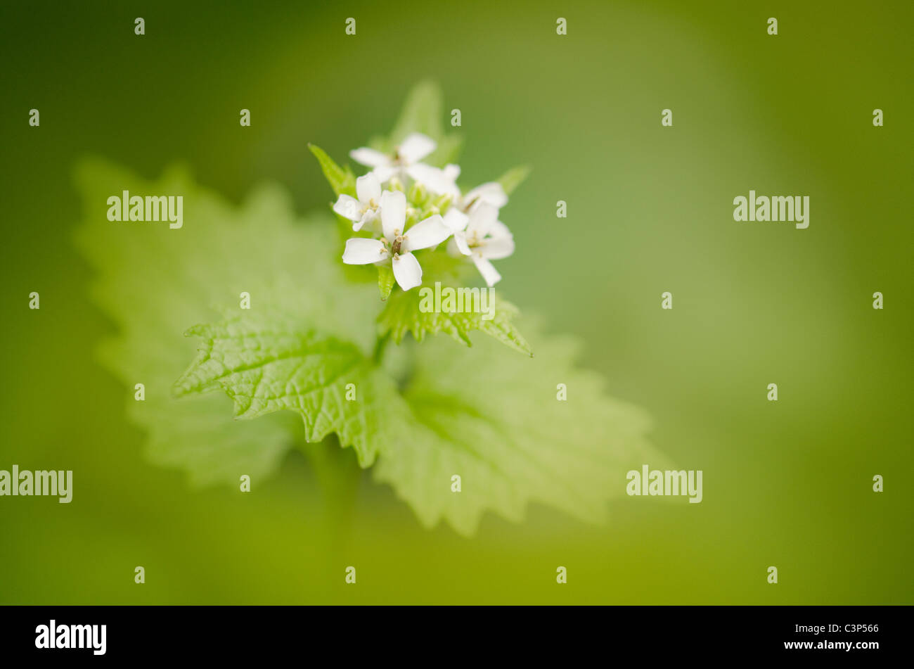 Garlic mustard Spring flowering plant Stock Photo - Alamy