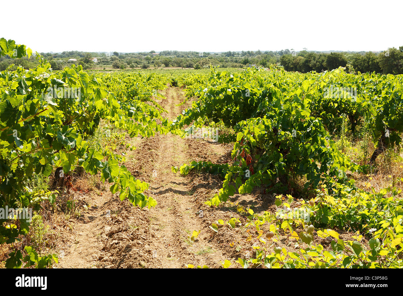 Green agriculture farming vineyard hi-res stock photography and images ...