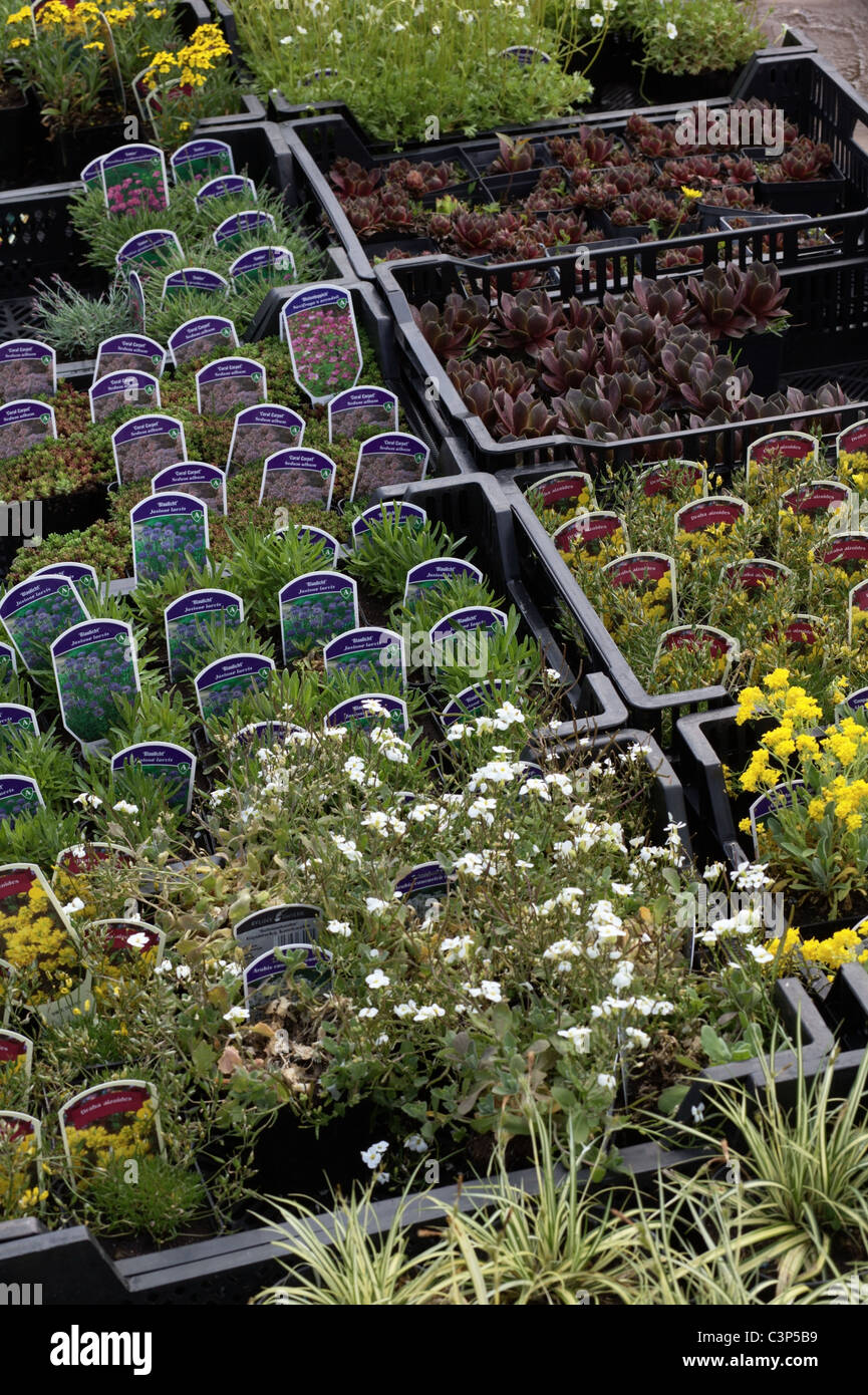 Plants in garden centre Stock Photo - Alamy