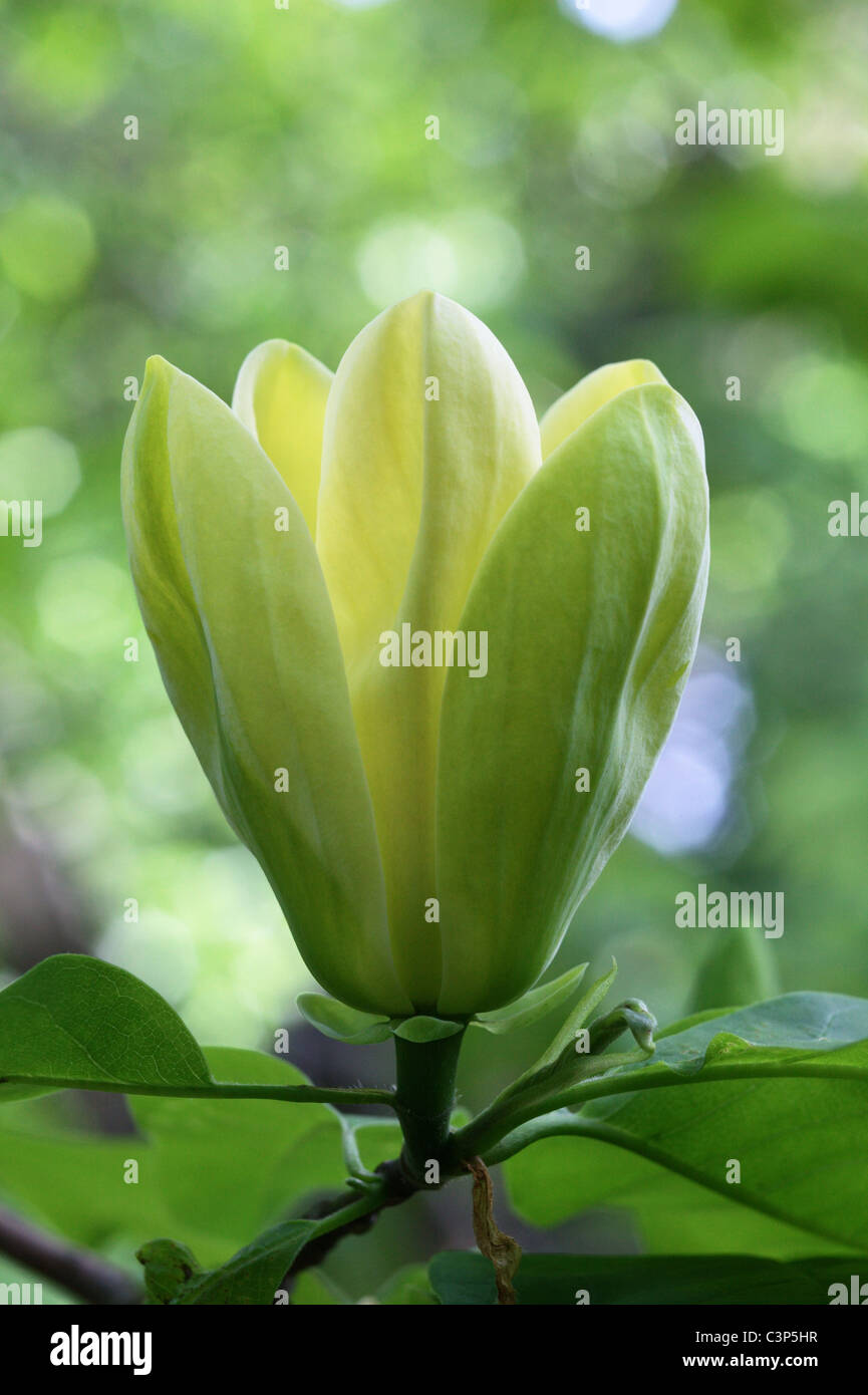 Yellow magnolia hi-res stock photography and images - Alamy