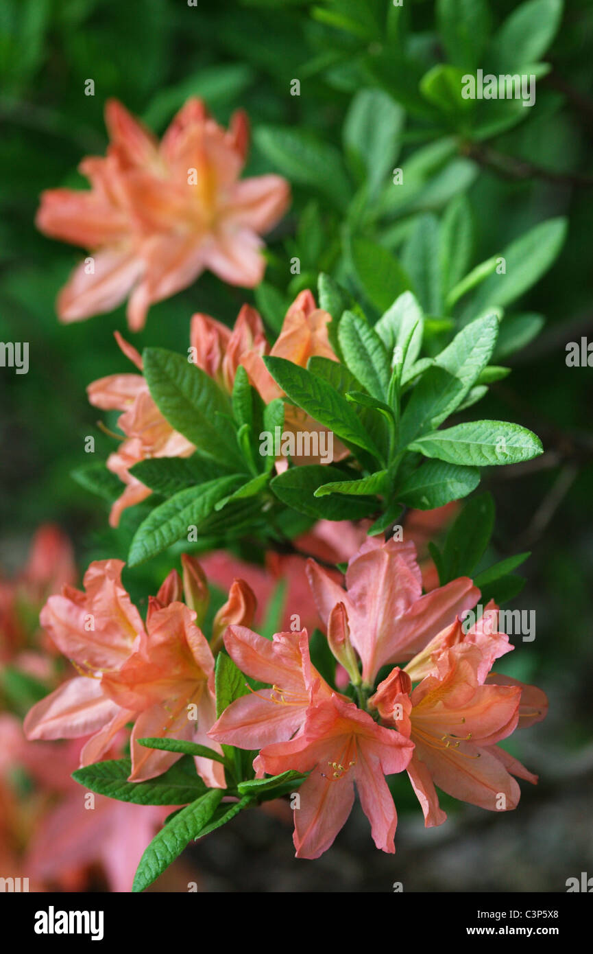 Azalia flowers hi-res stock photography and images - Alamy