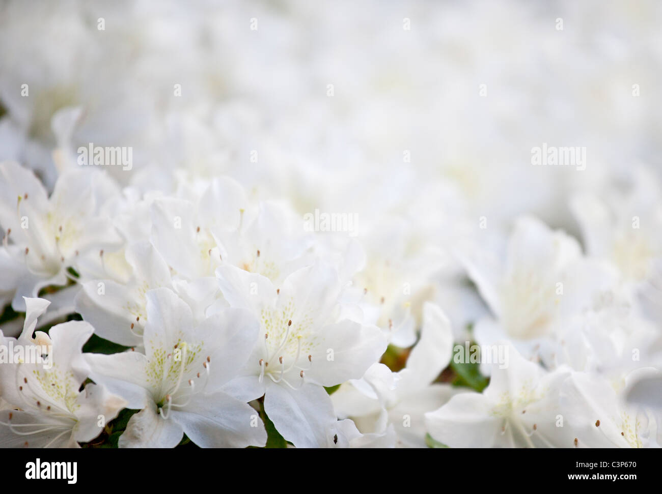 White flowering azalea hi-res stock photography and images - Alamy