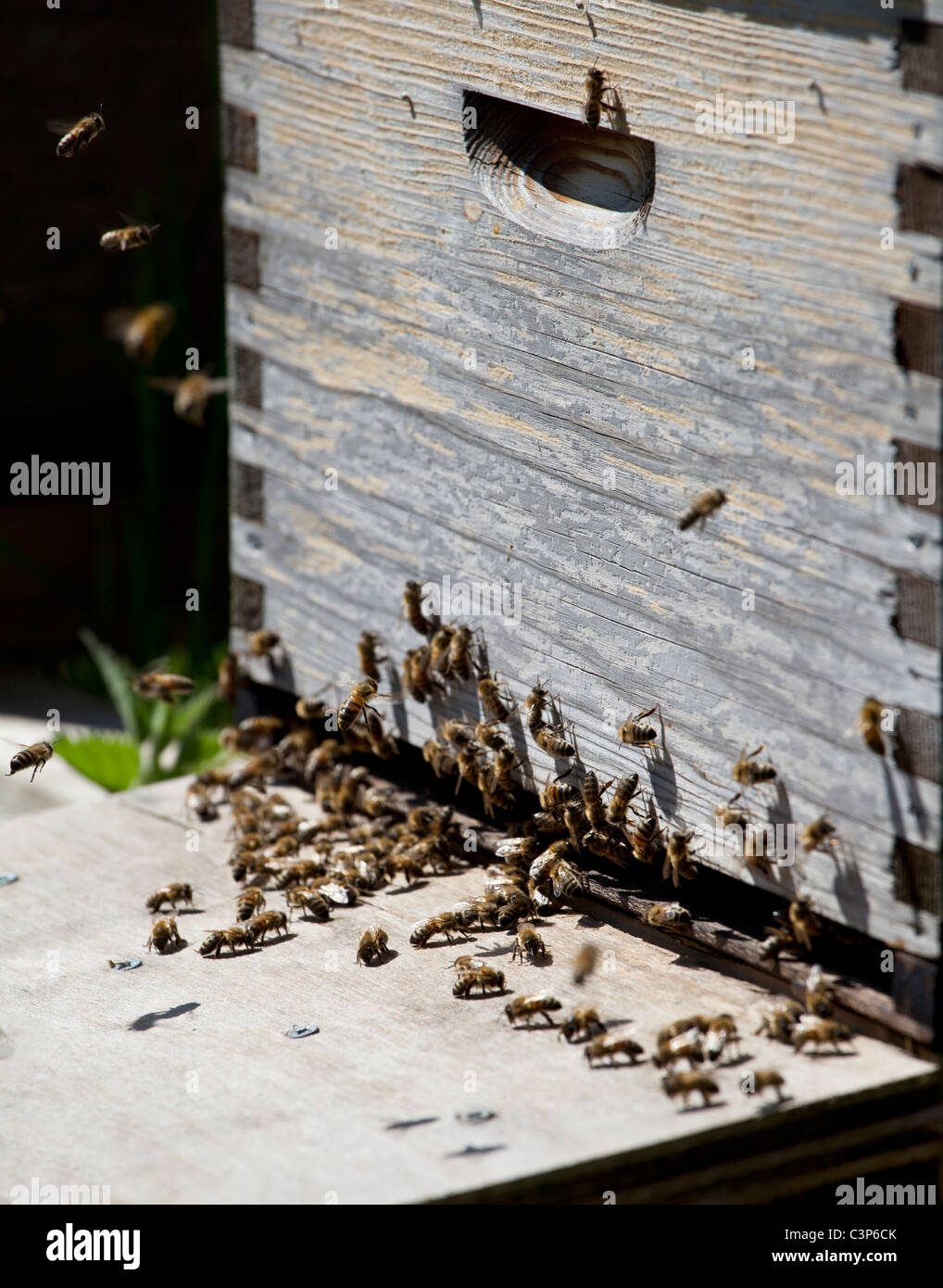 Apis mellifera - Honey bees and hive Stock Photo - Alamy