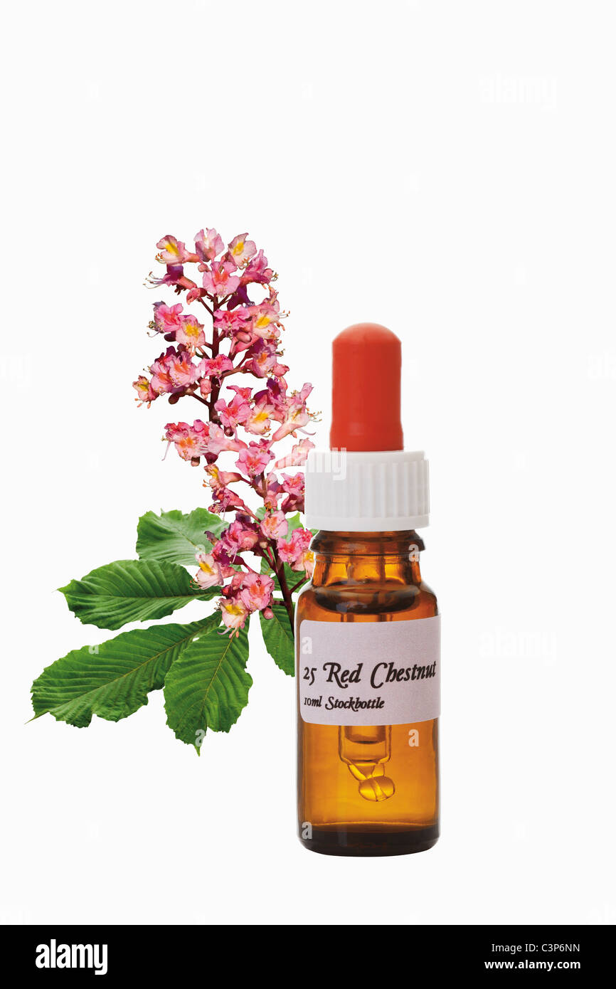 Bottle with Bach Flower Stock Remedy, Red Chestnut (Aesculus carnea ...