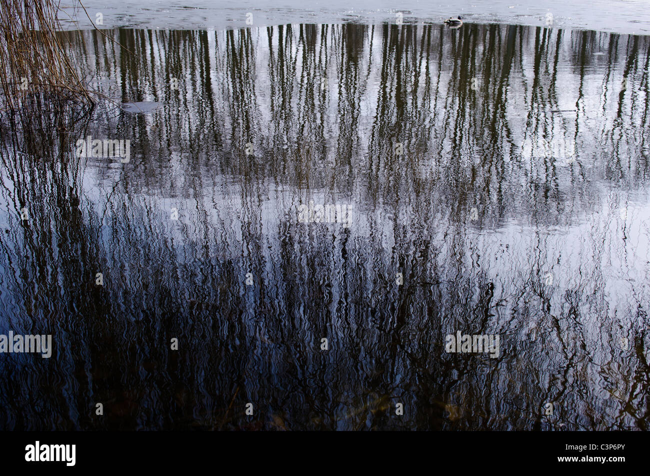 Tree reflections in the water Stock Photo - Alamy