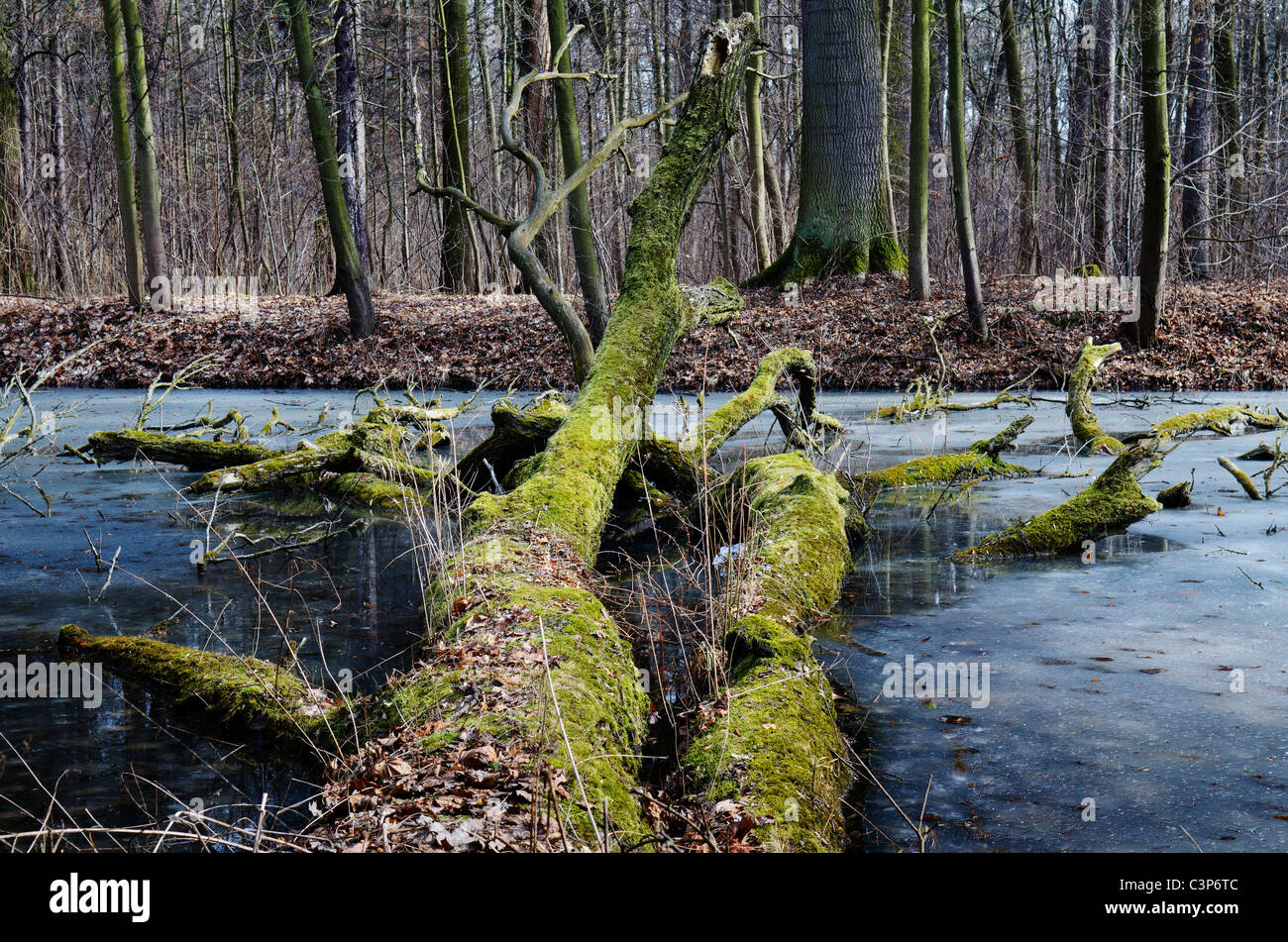 Picture of a tree laying in the pond Stock Photo - Alamy