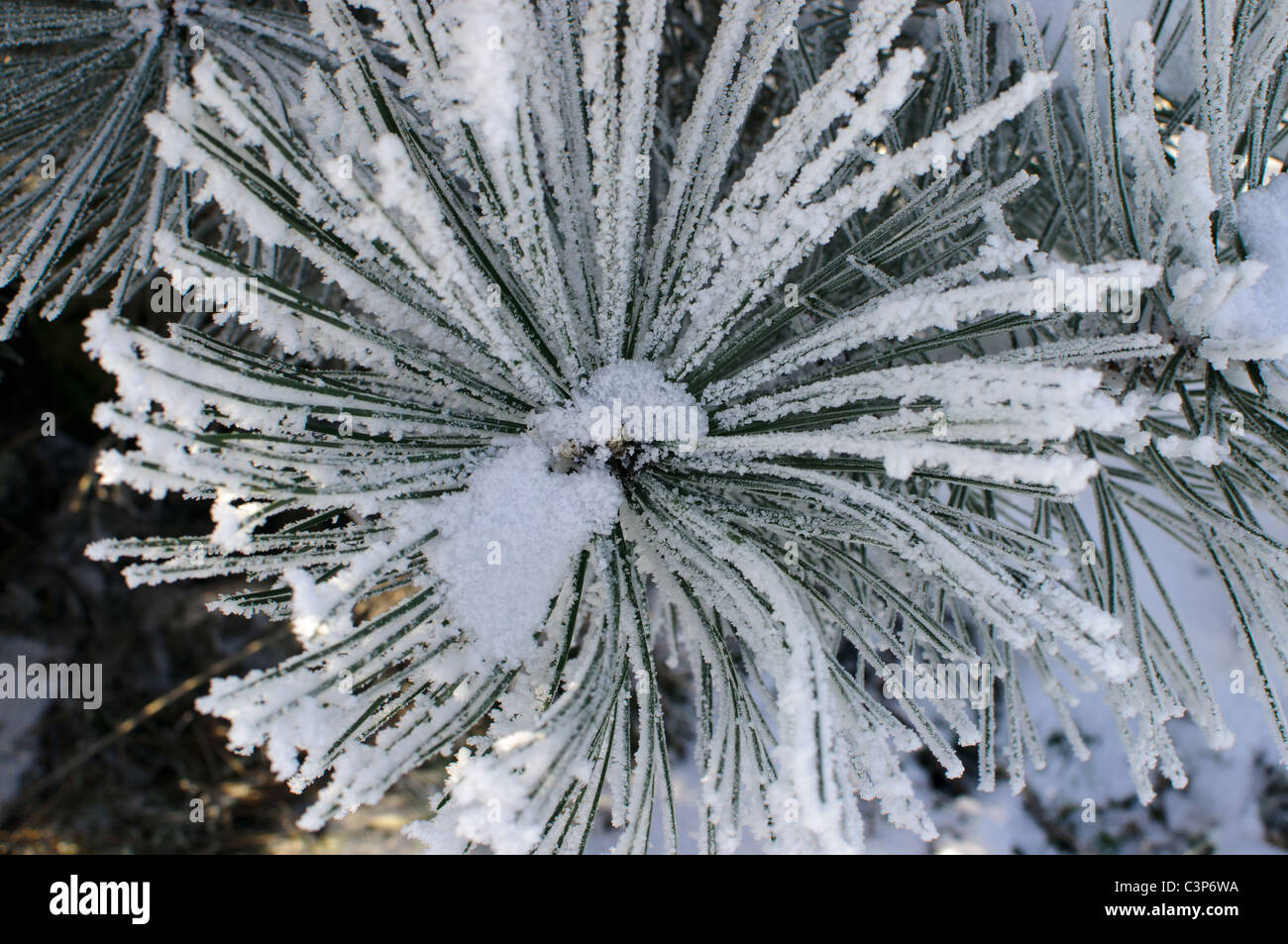 Picture showing a snow on the needles detail Stock Photo - Alamy