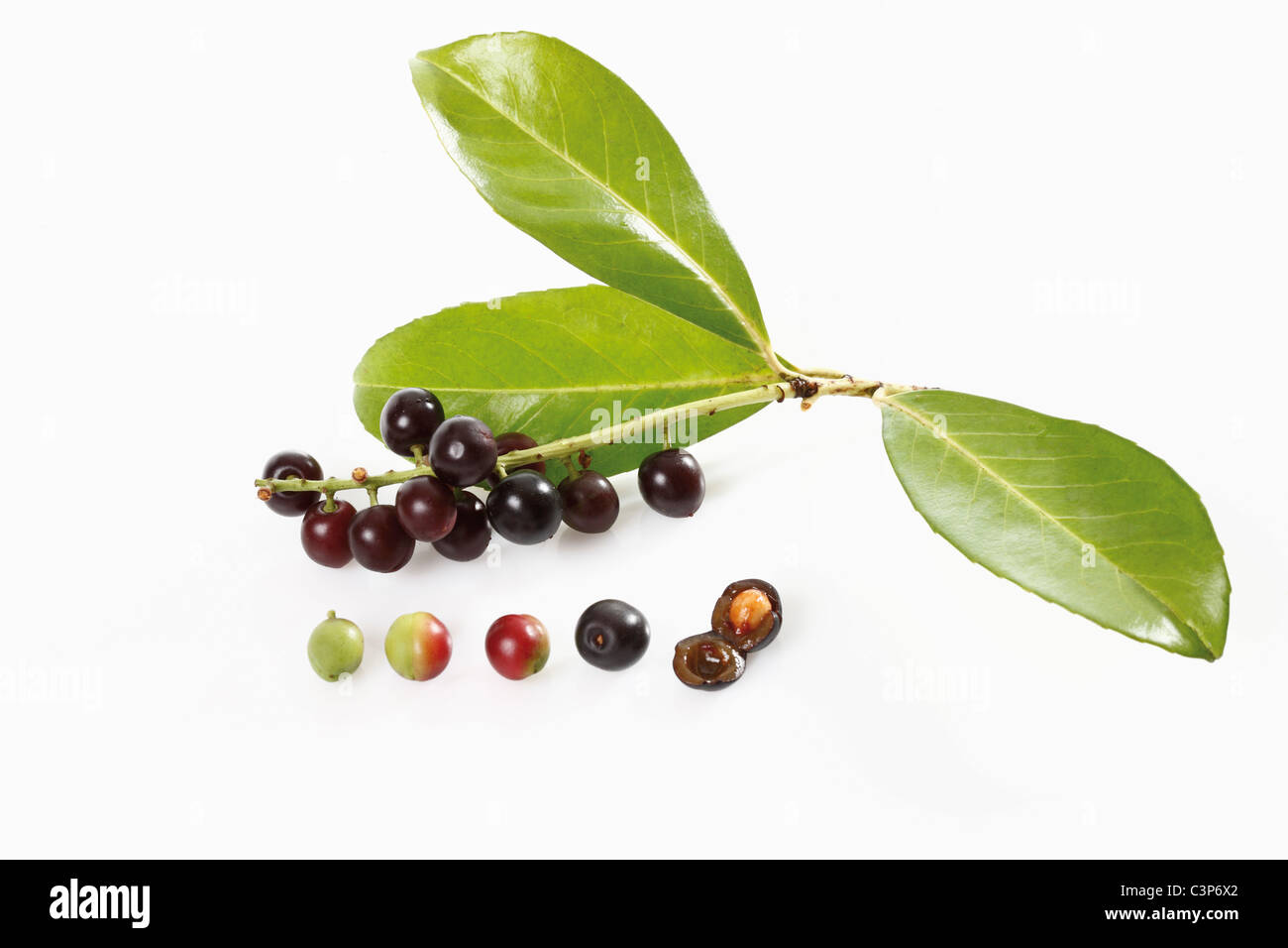 Cherry Laurel leaves (Prunus laurocerasus) and fruits, elevated view ...