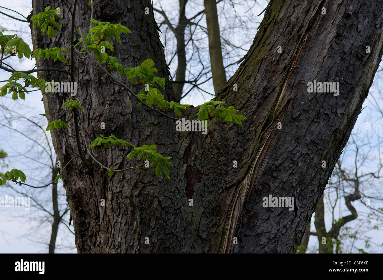 Forked tree branch hi-res stock photography and images - Alamy