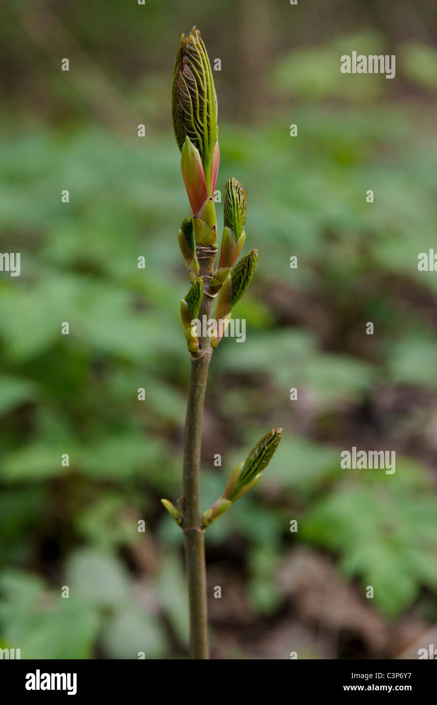 Picture showing a sprout closeup Stock Photo - Alamy